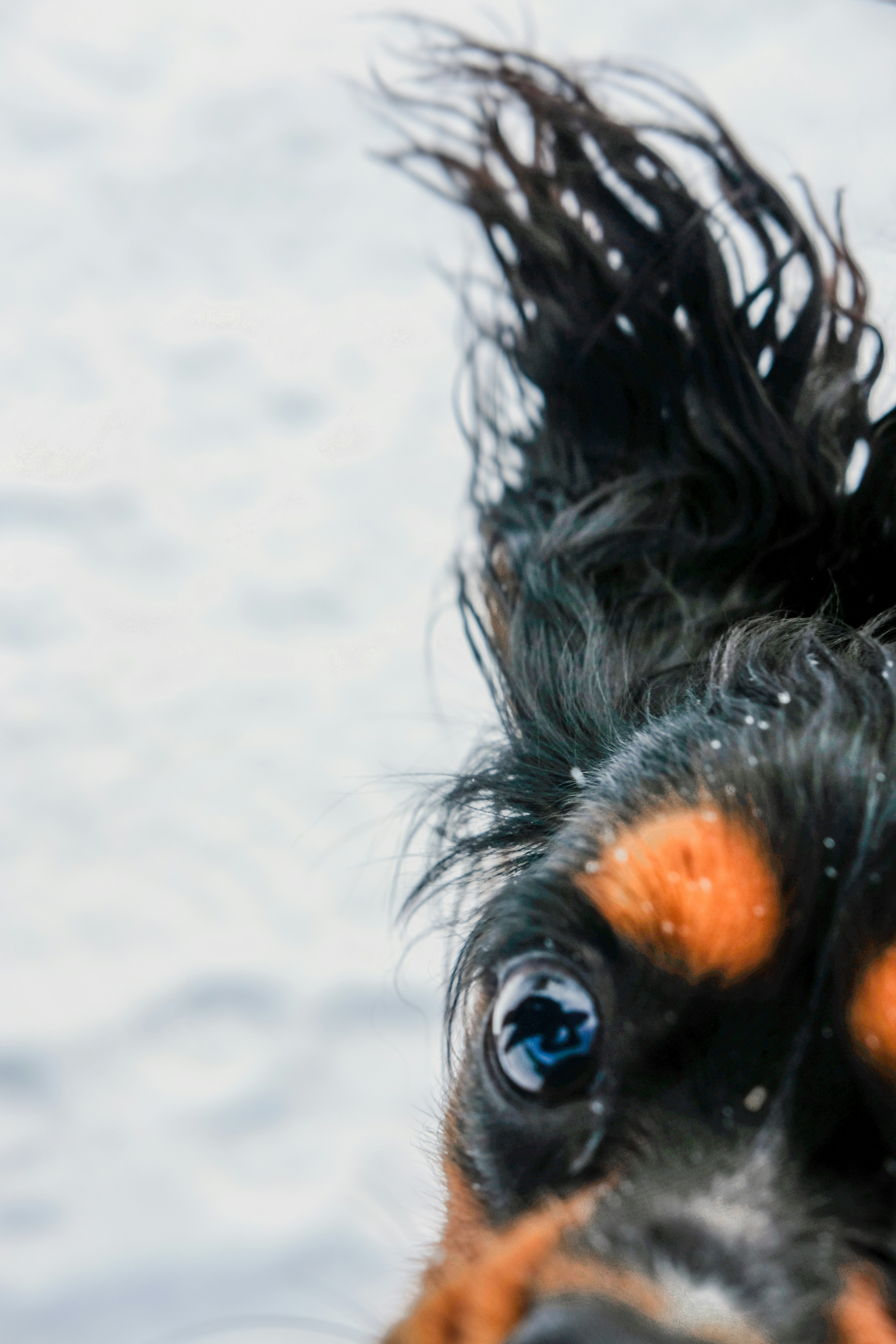 Snow-Kissed Gaze: Close-Up of a Black-and-Tan Pup's Eye