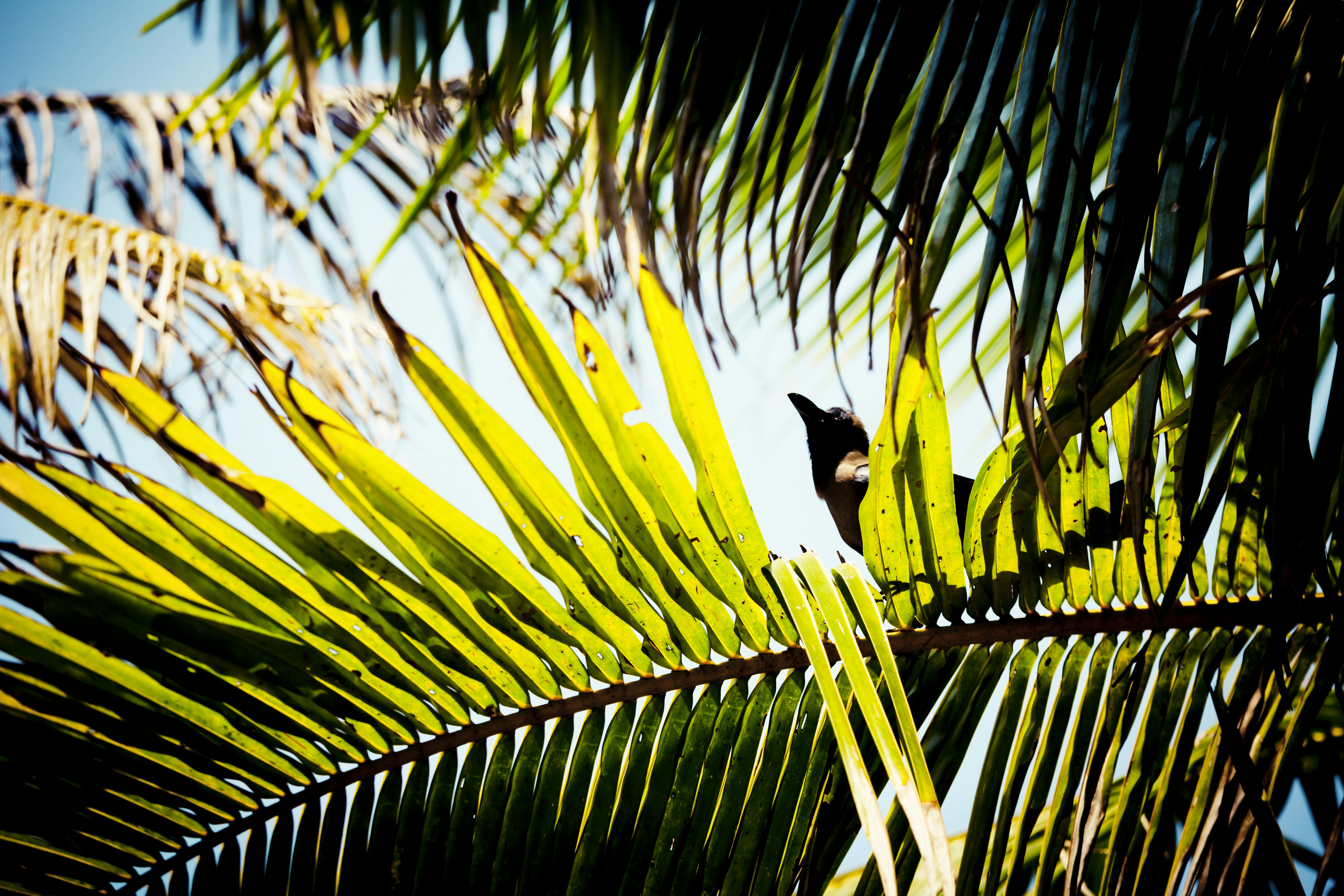 Hidden Monarch: A Palm Frond Silhouette with a Subtle Cat at the Crown