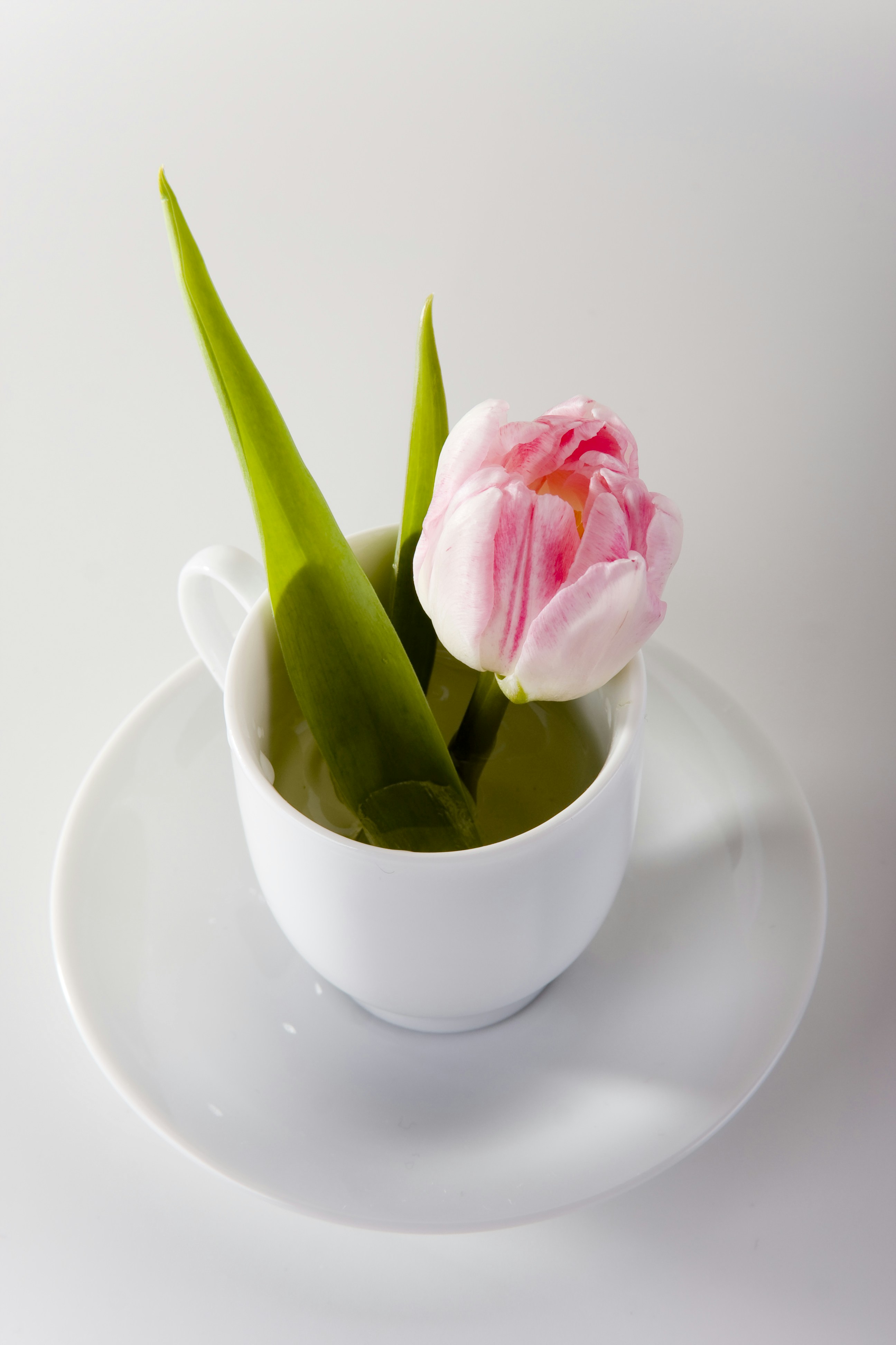 Porcelain Bloom: a pink tulip unfurls from a pristine teacup