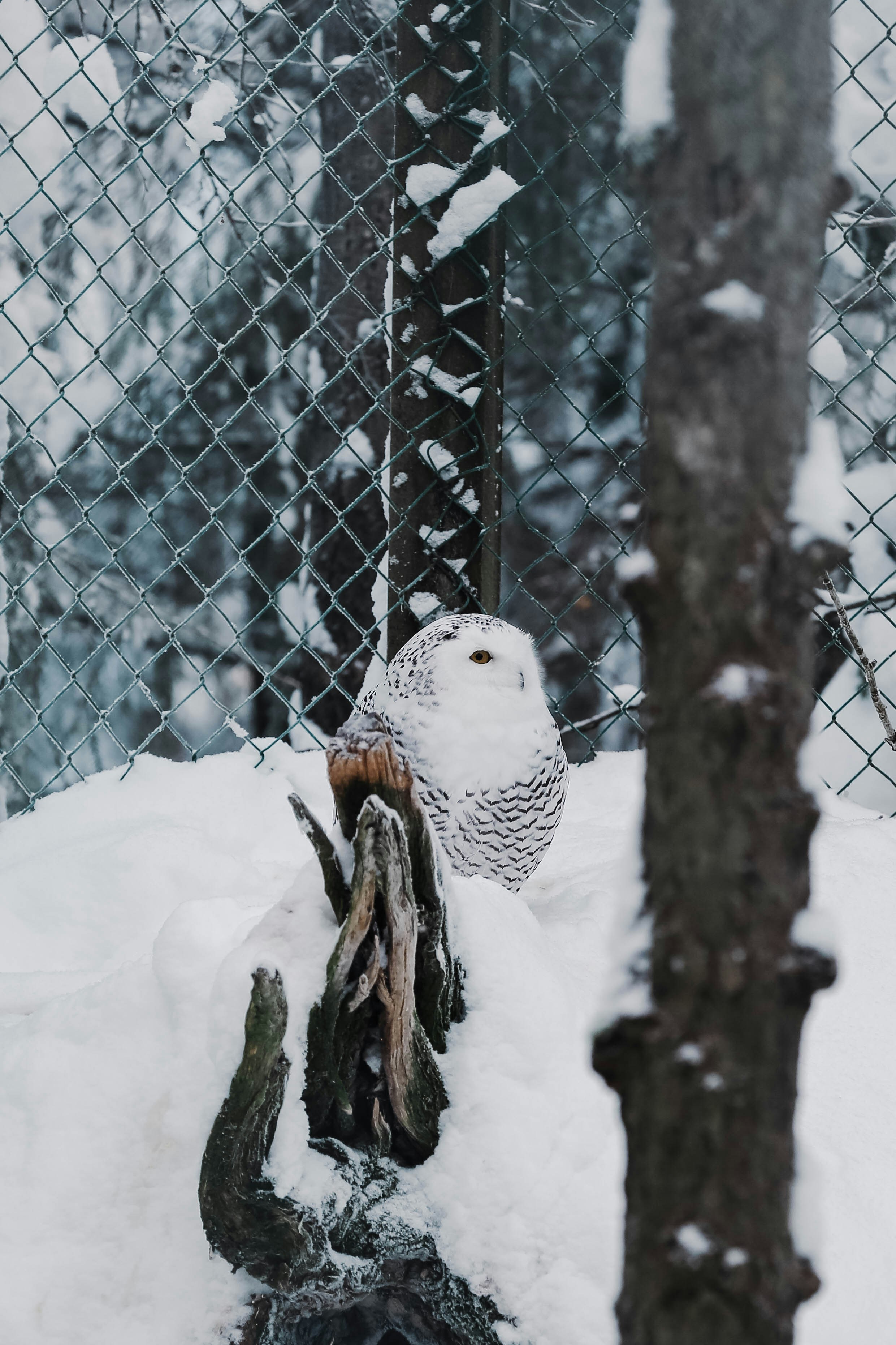Snowy owl perched on a weathered log amid a snowy landscape, framed by a chain-link fence.