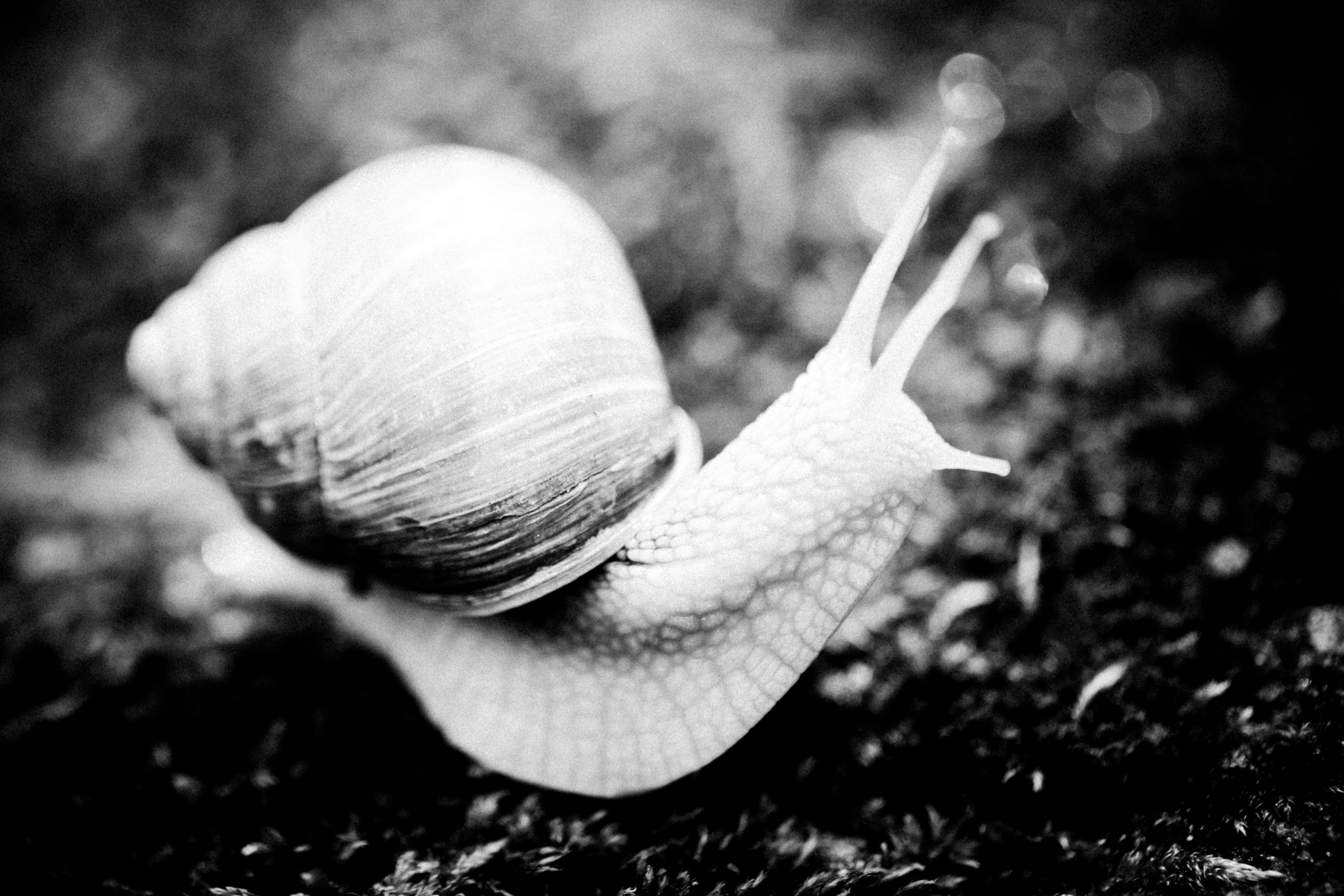 Grayscale photo of snail on ground photo – Free Kolka Image on Unsplash