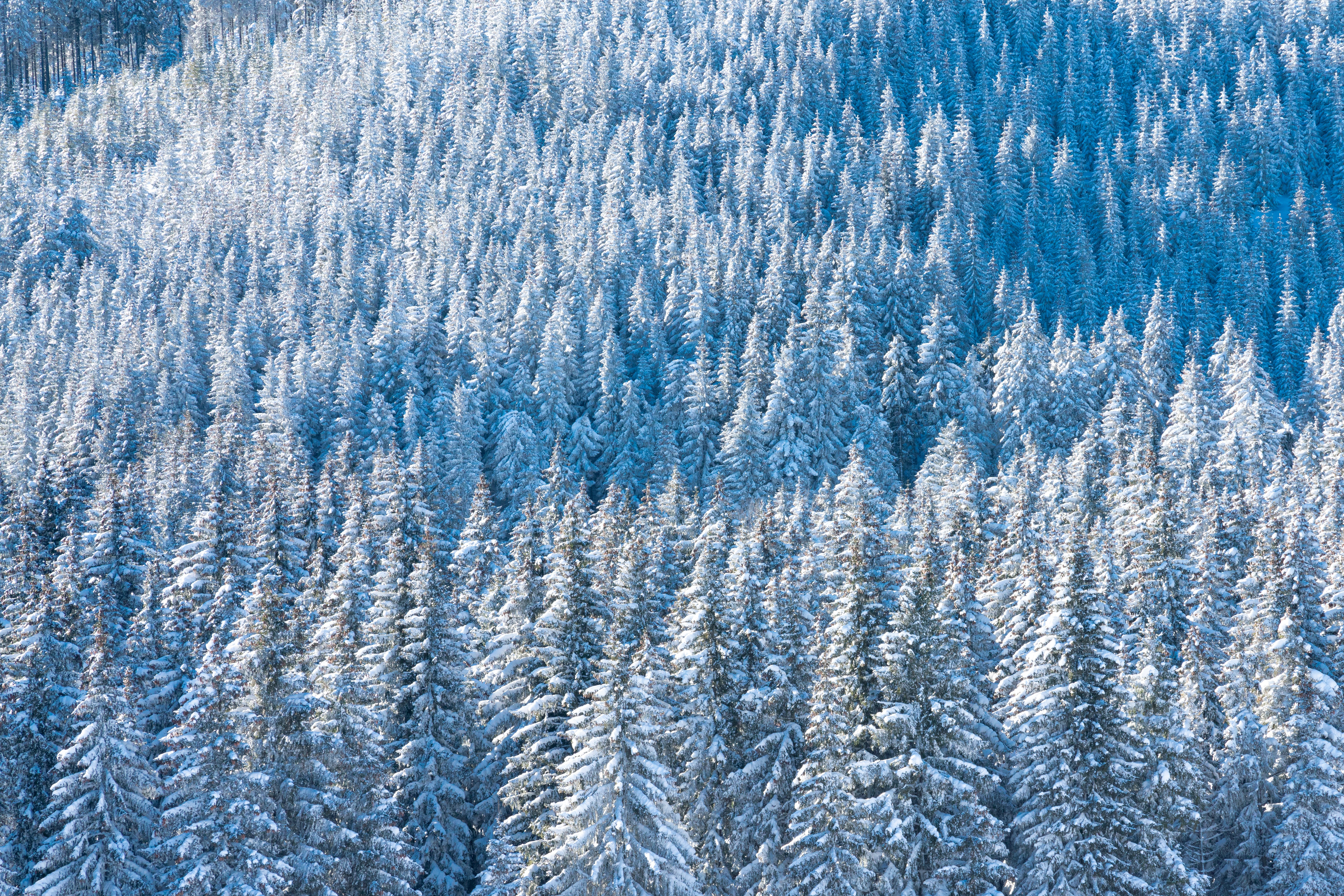 White and blue pine trees photo – Free Snow Image on Unsplash