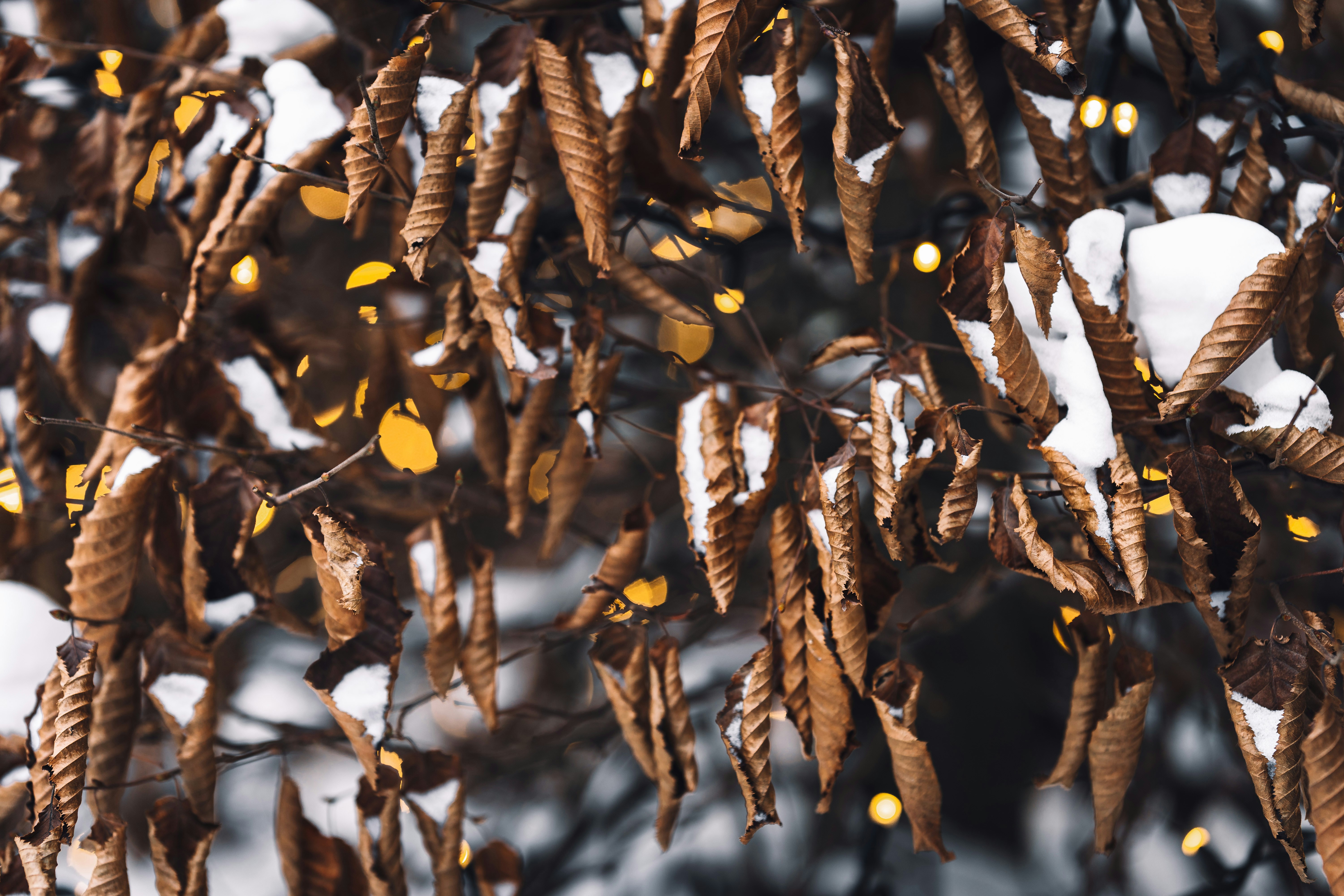Autumnal leaves in snowfall: a drift of brown fronds and pale golden orbs