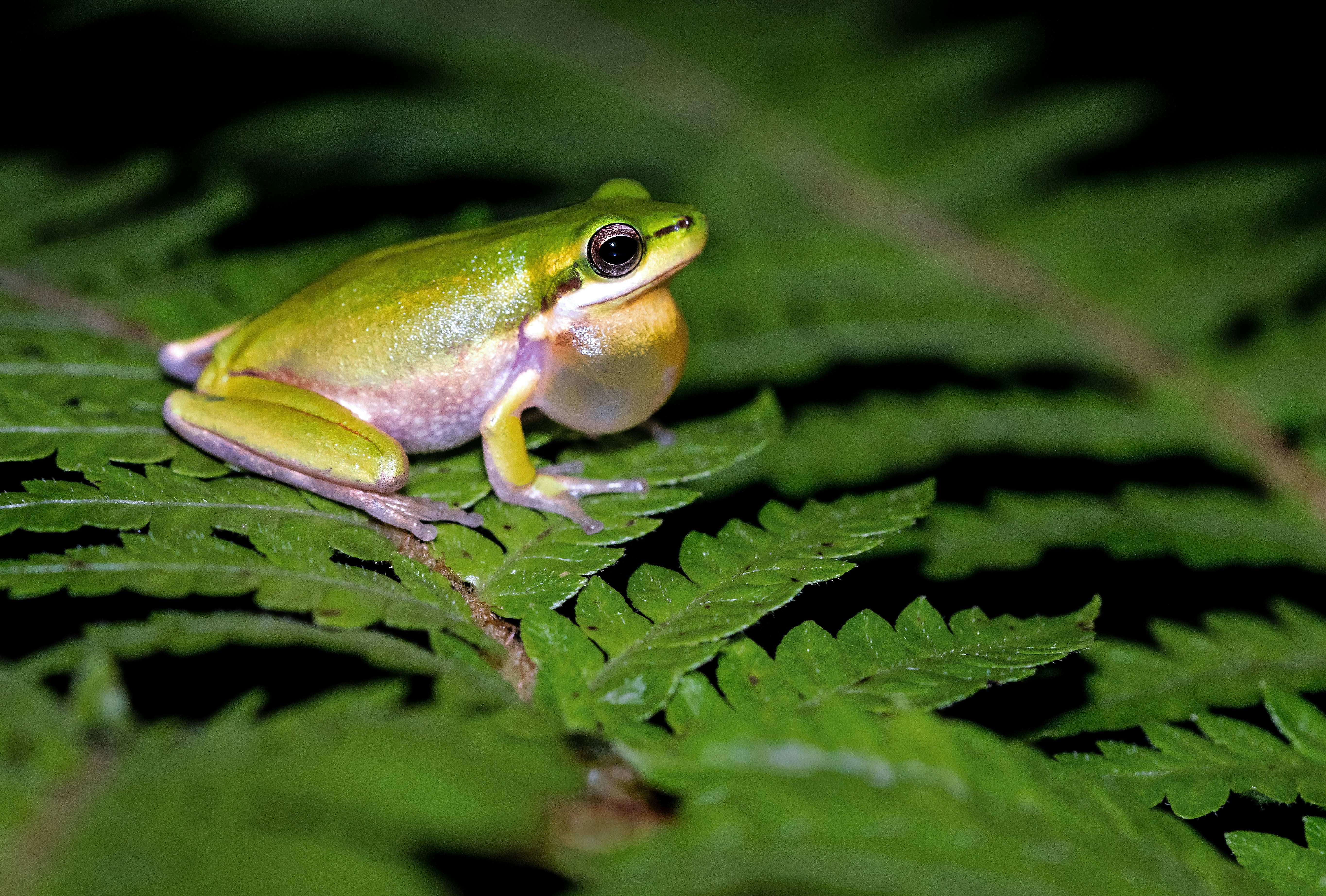 Vibrant green frog perched on a lush fern leaf, showcasing its striking colors and intricate details. The scene captures the essence of a serene rainforest habitat.