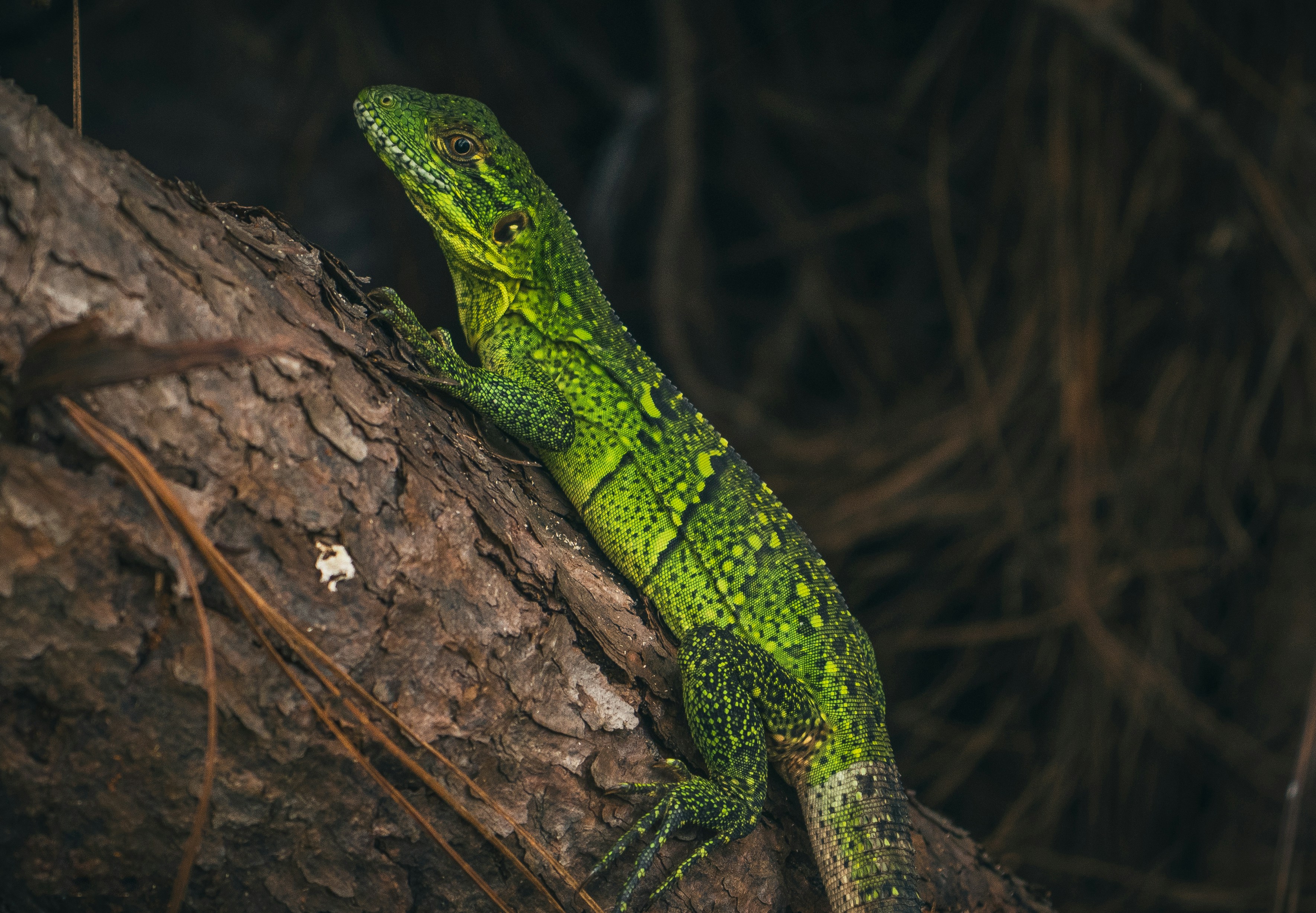 A vibrant green lizard perched on a textured tree trunk, blending seamlessly with its natural surroundings.