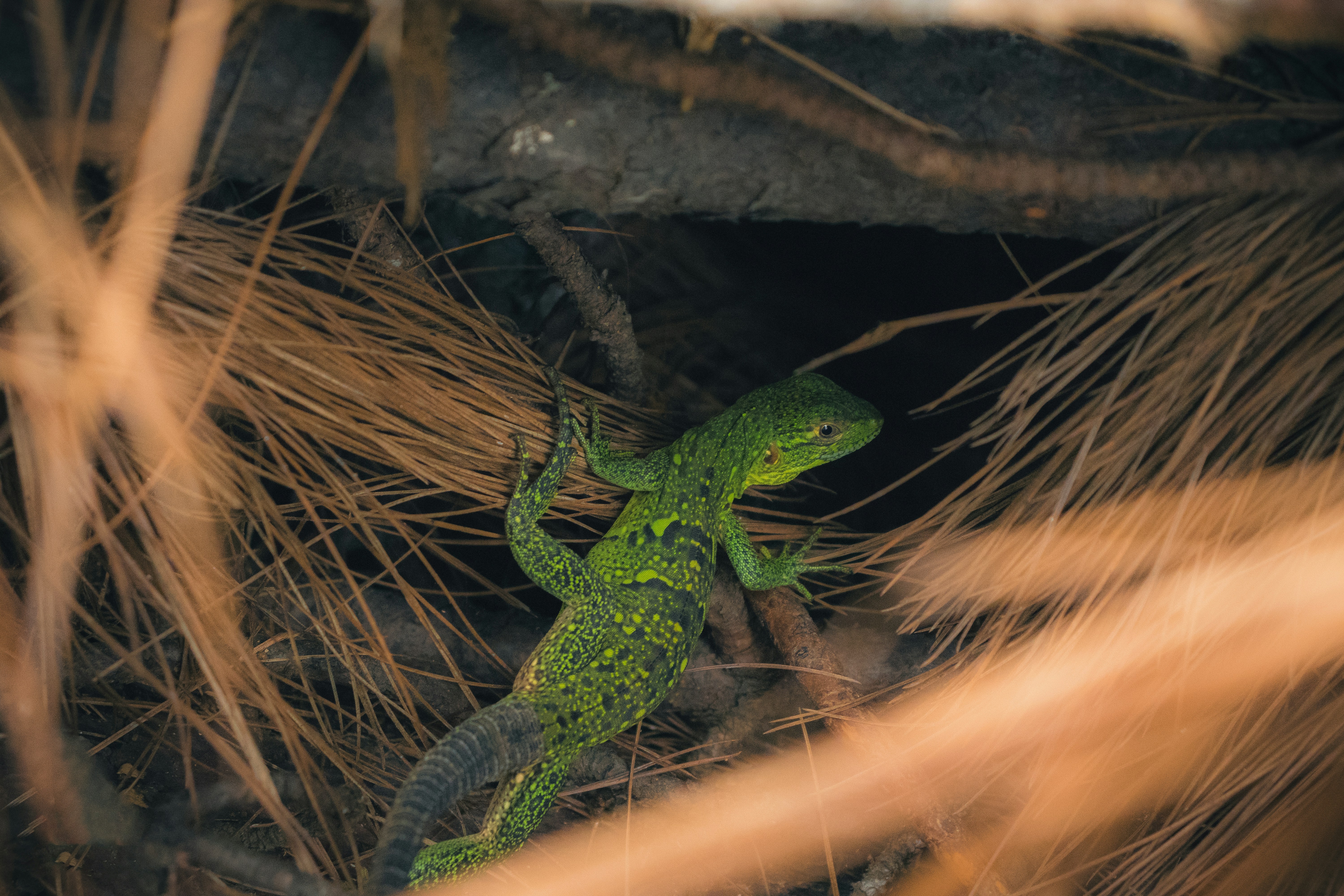 green lizard on brown tree branch