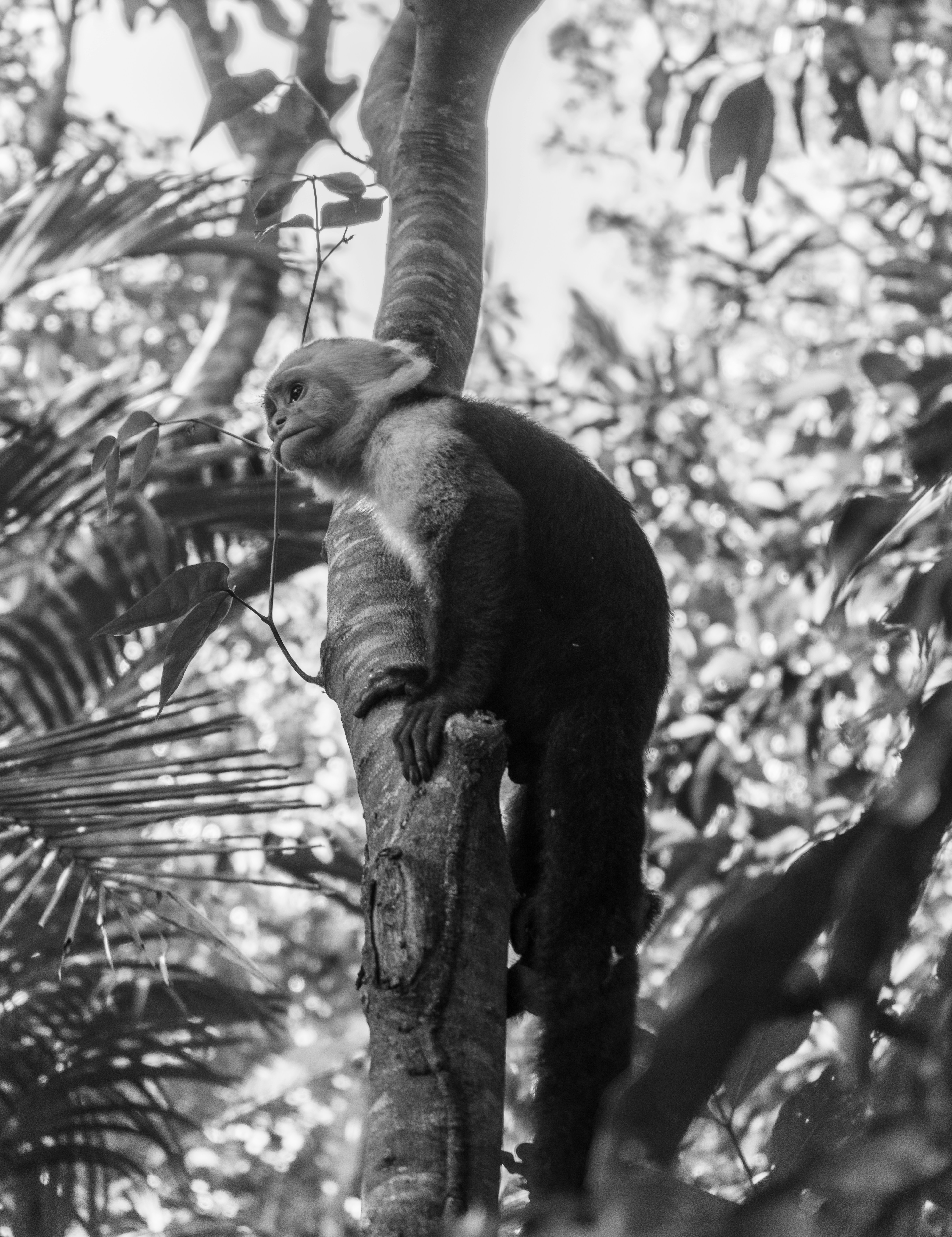 Monkey perched on a tree branch, gazing thoughtfully amidst a lush green jungle backdrop.