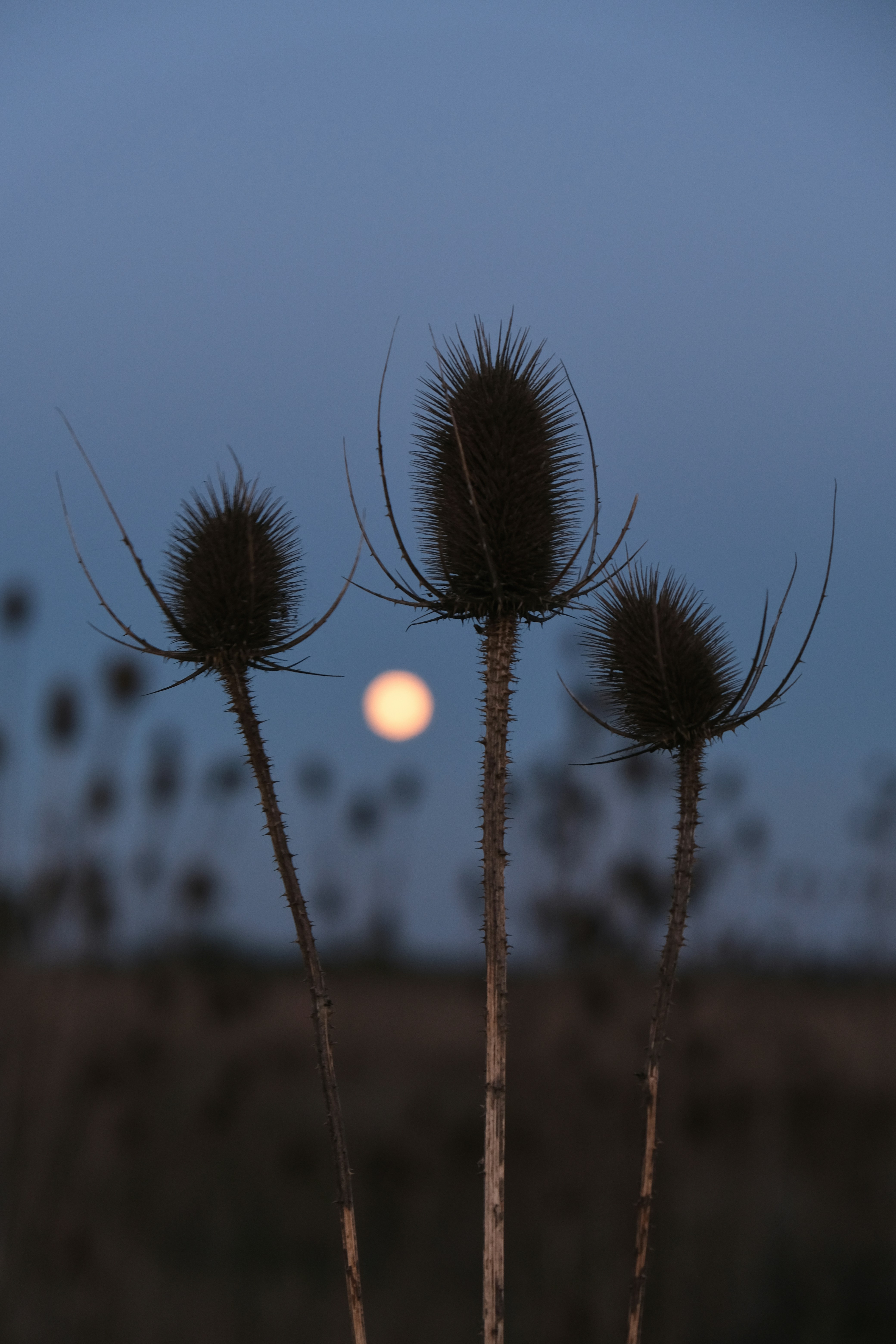 Three Teasel Heads Reaching Toward a Dusky Moon over a Quiet Field
