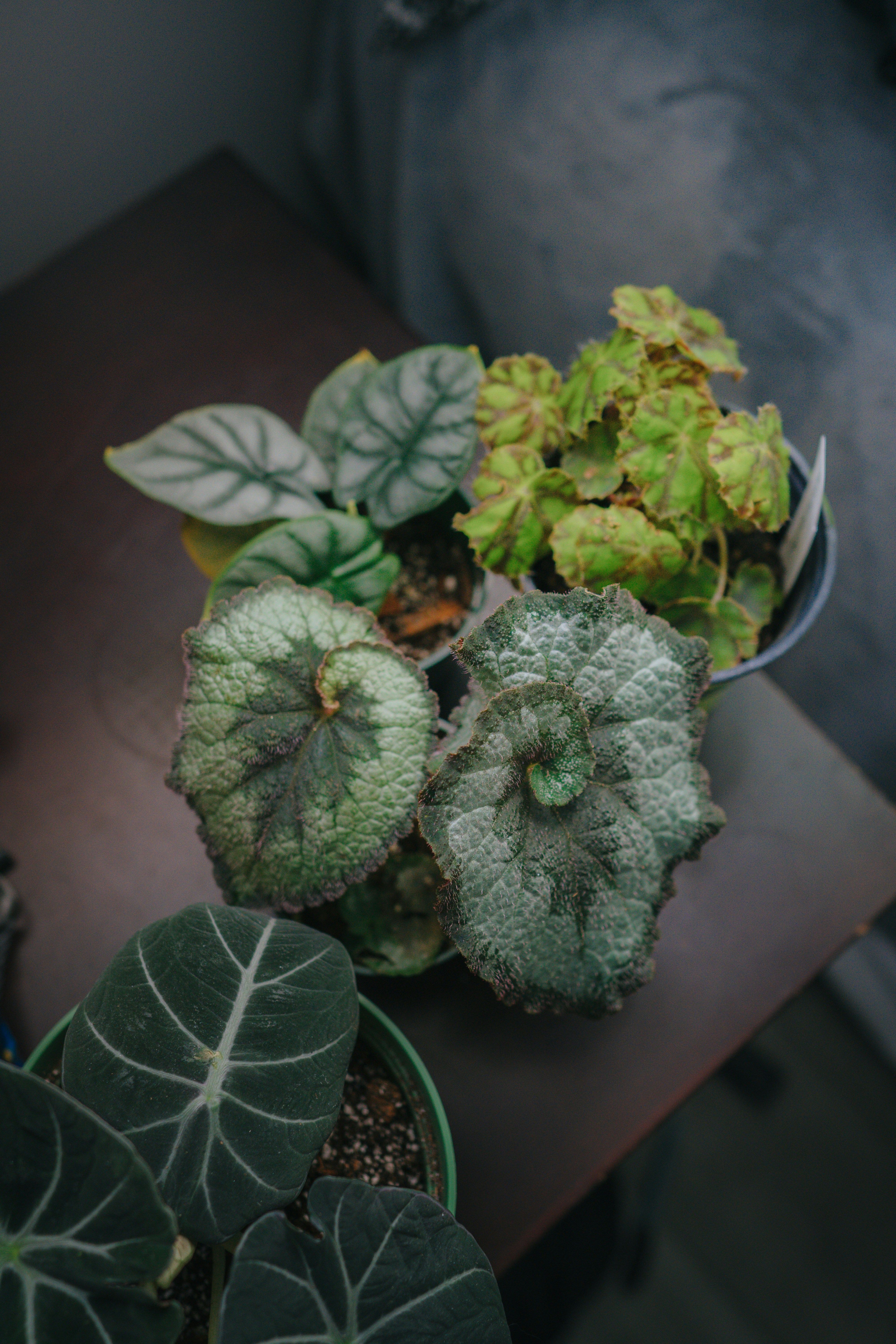 Velvet Leaves in a Quiet Indoor Corner
