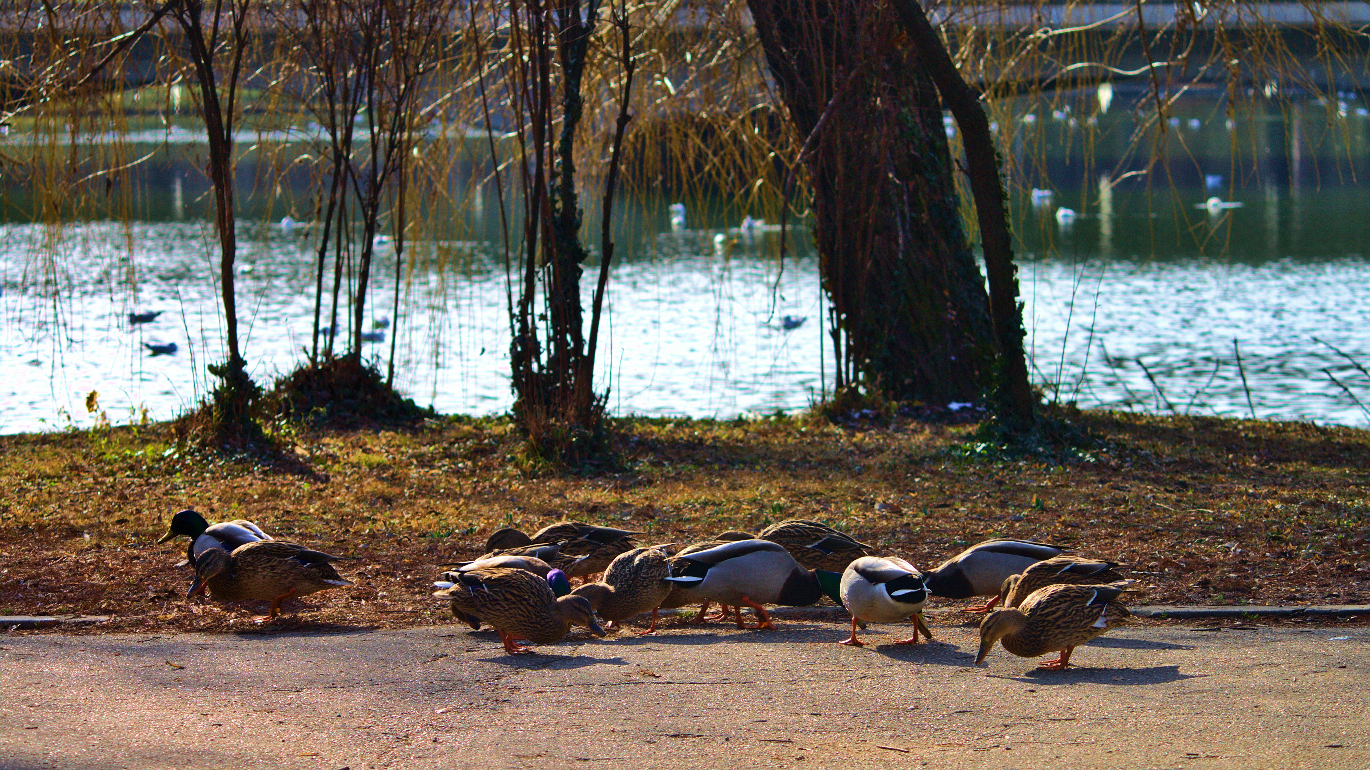Flock of birds near body of water during daytime photo – Free Nature ...