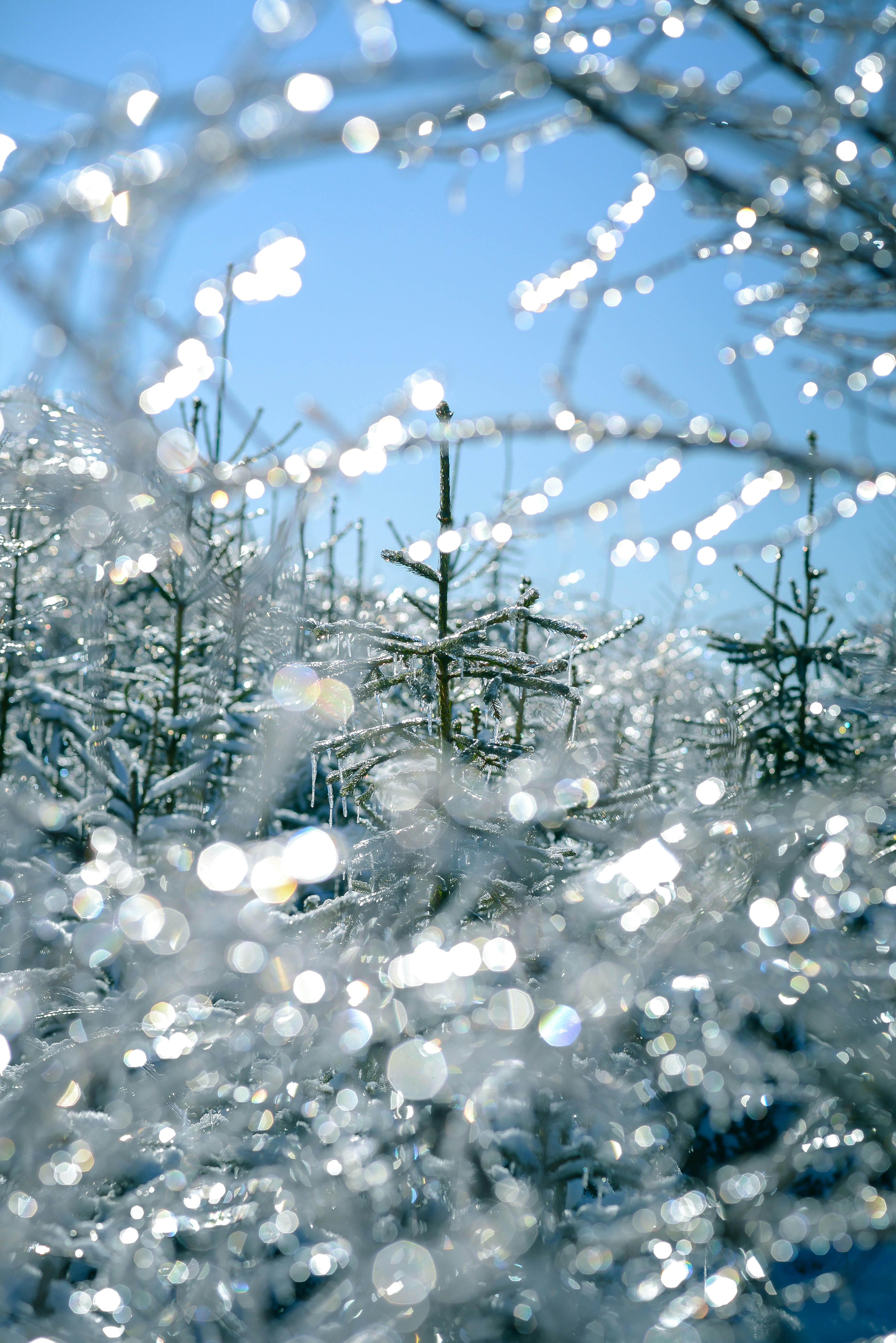 Dawn Frost on a Blue Canvas: Sunlit Pines in Focus