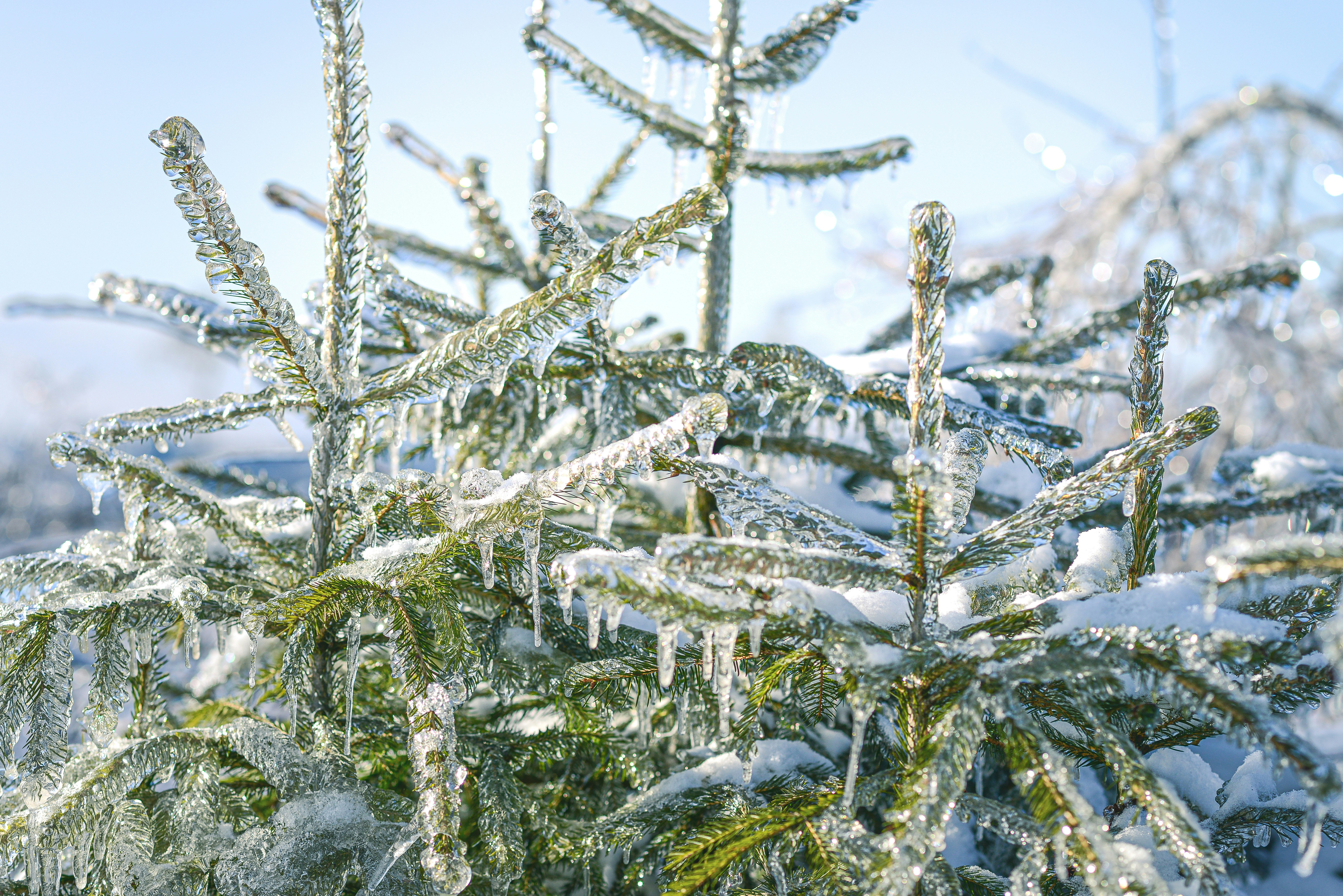 Ice-coated evergreen branches glistening under clear blue sky in winter sunlight.