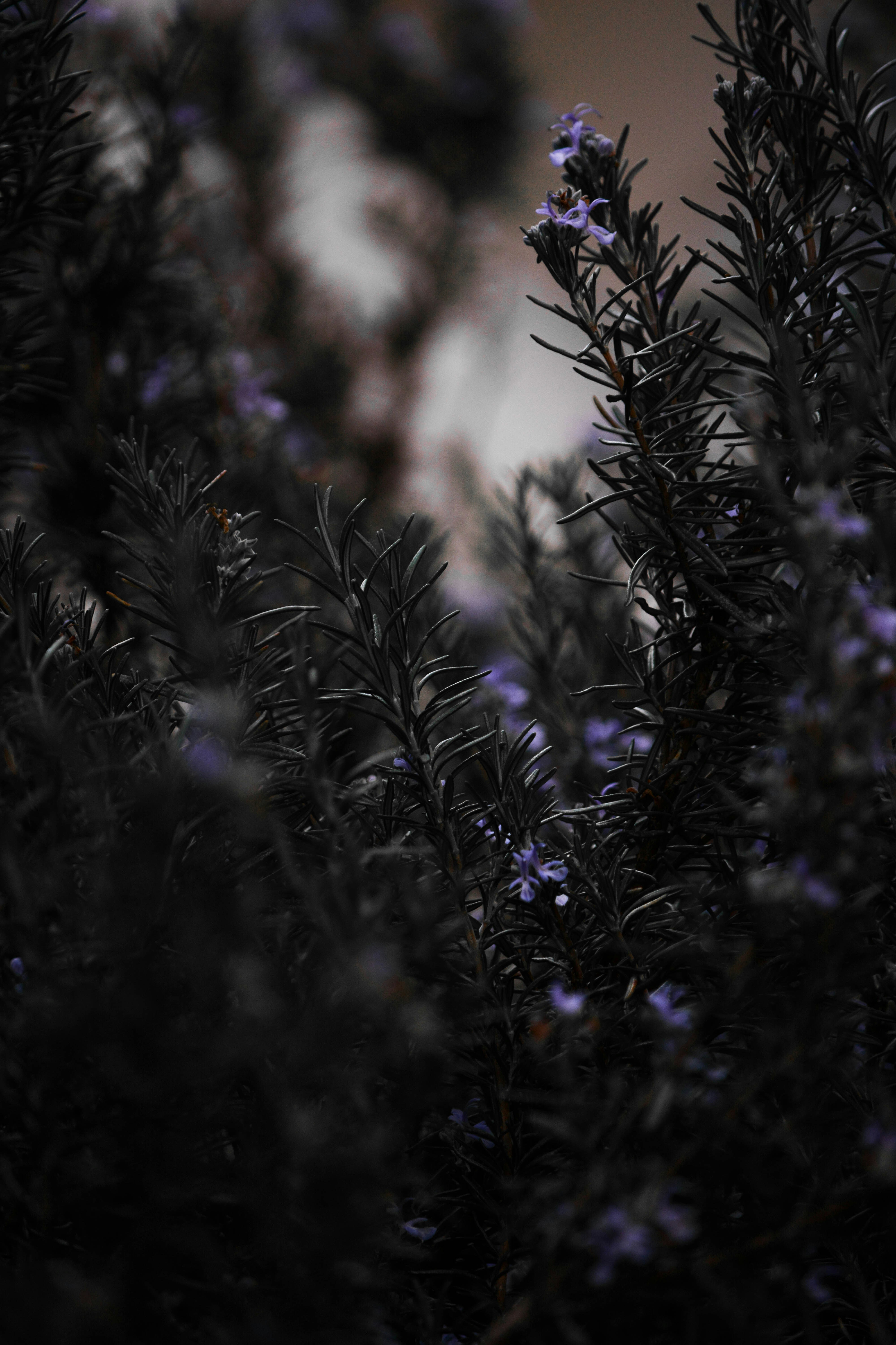 Delicate lavender flowers peek through dark foliage, creating a mysterious and serene atmosphere. The interplay of light and shadow enhances the floral details.