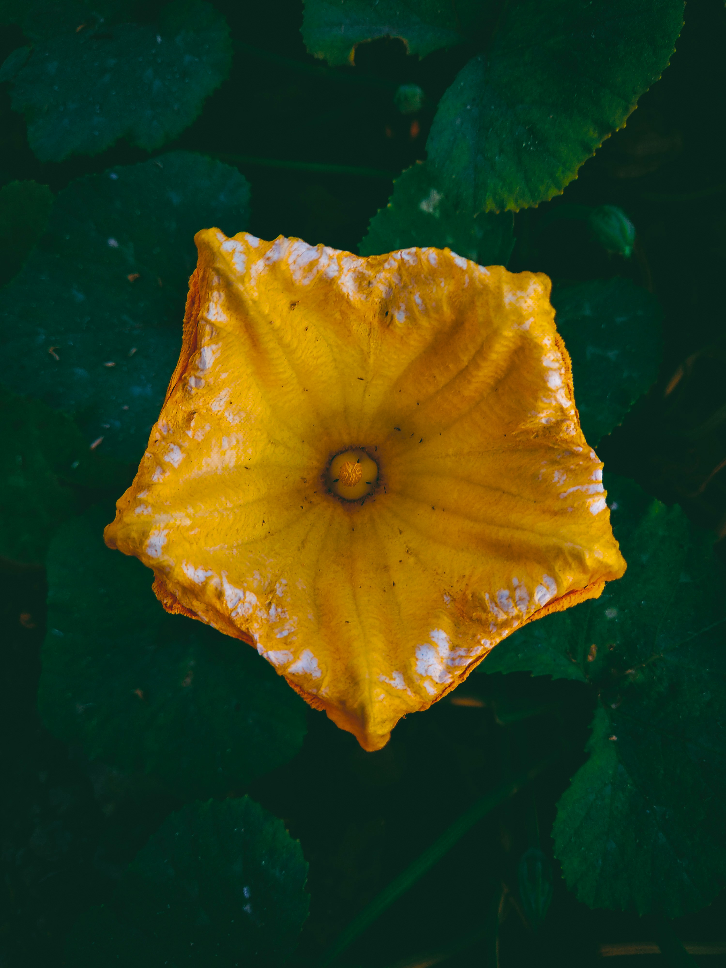 Golden Yamato: A Sunlit Yellow Flower Centered in Deep Green