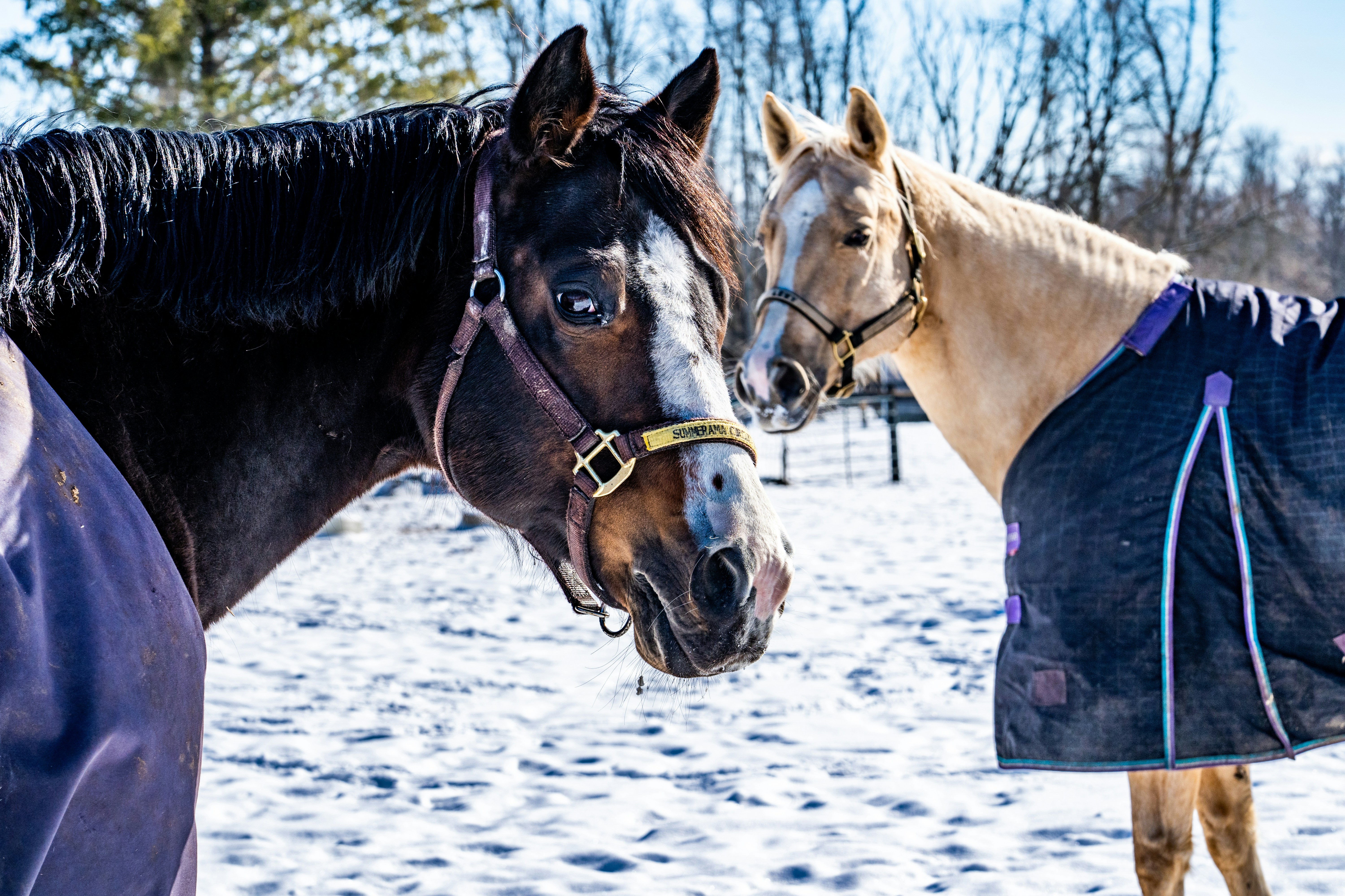 Winter Dialogue at the Fence: A Dark and Light Horse Share a Quiet Moment
