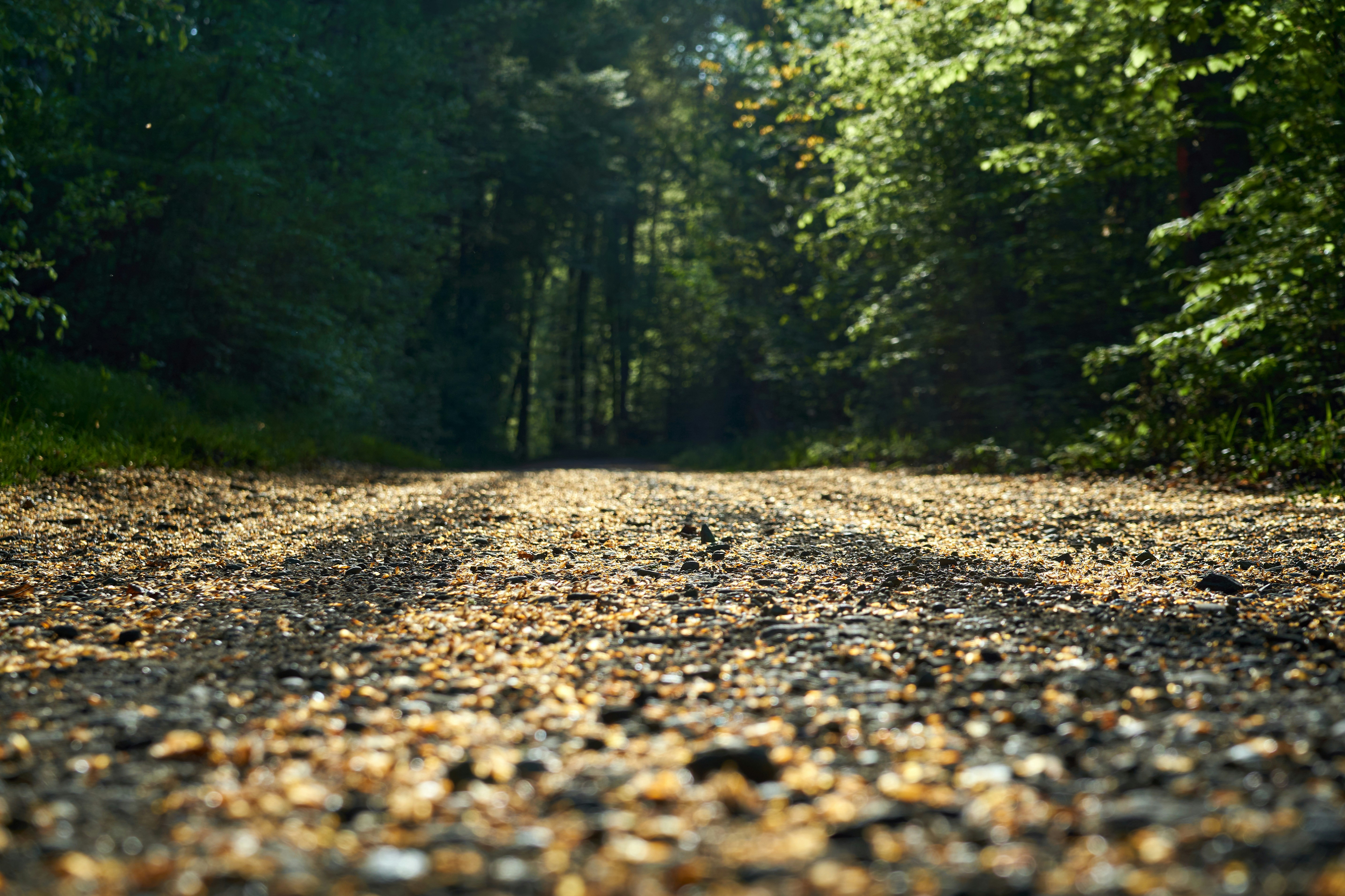 Brown dirt road between green trees during daytime photo – Free Brown ...