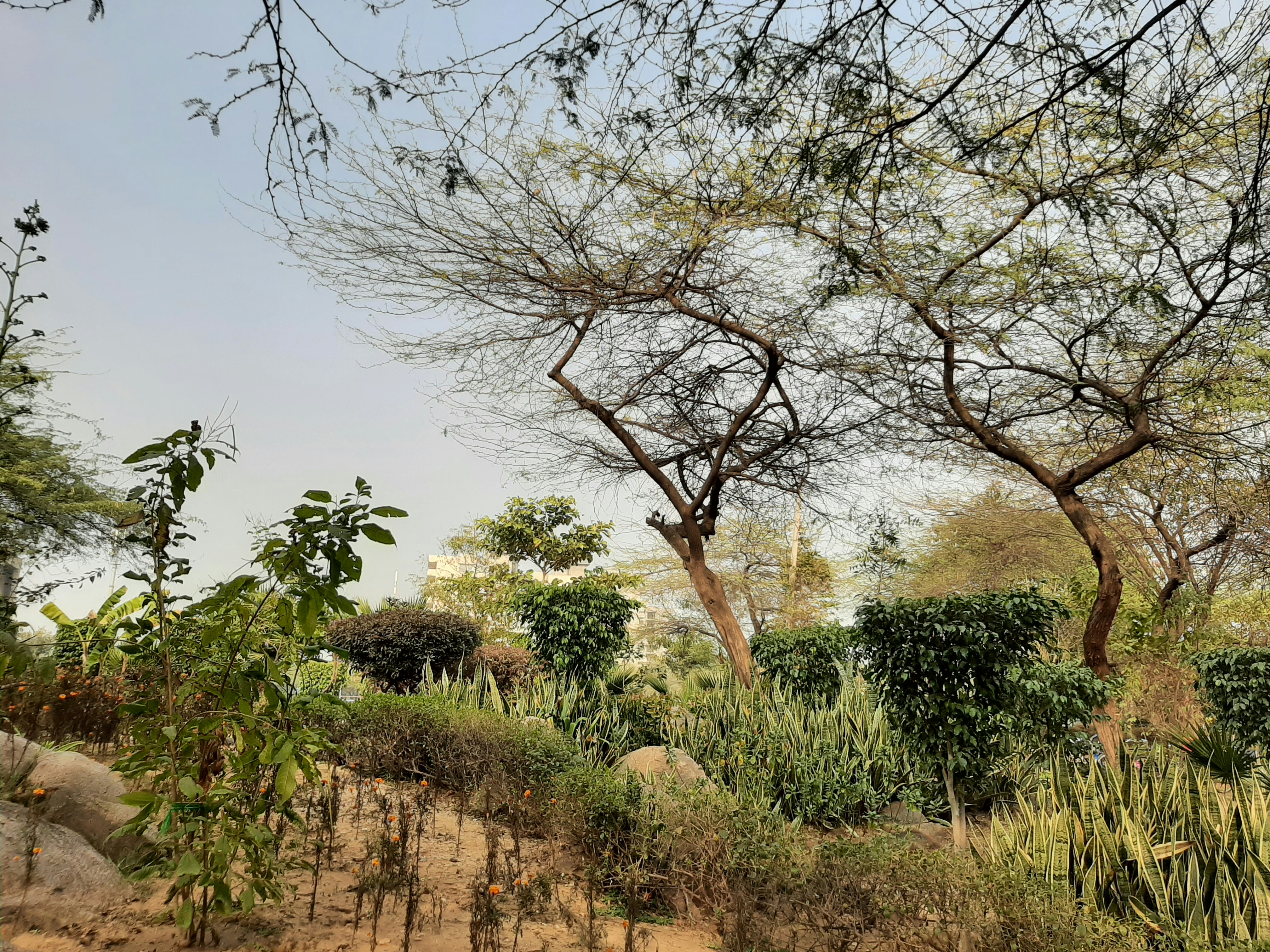 Lush greenery surrounds a rocky terrain under a gentle sky, showcasing the tranquility of nature's embrace.