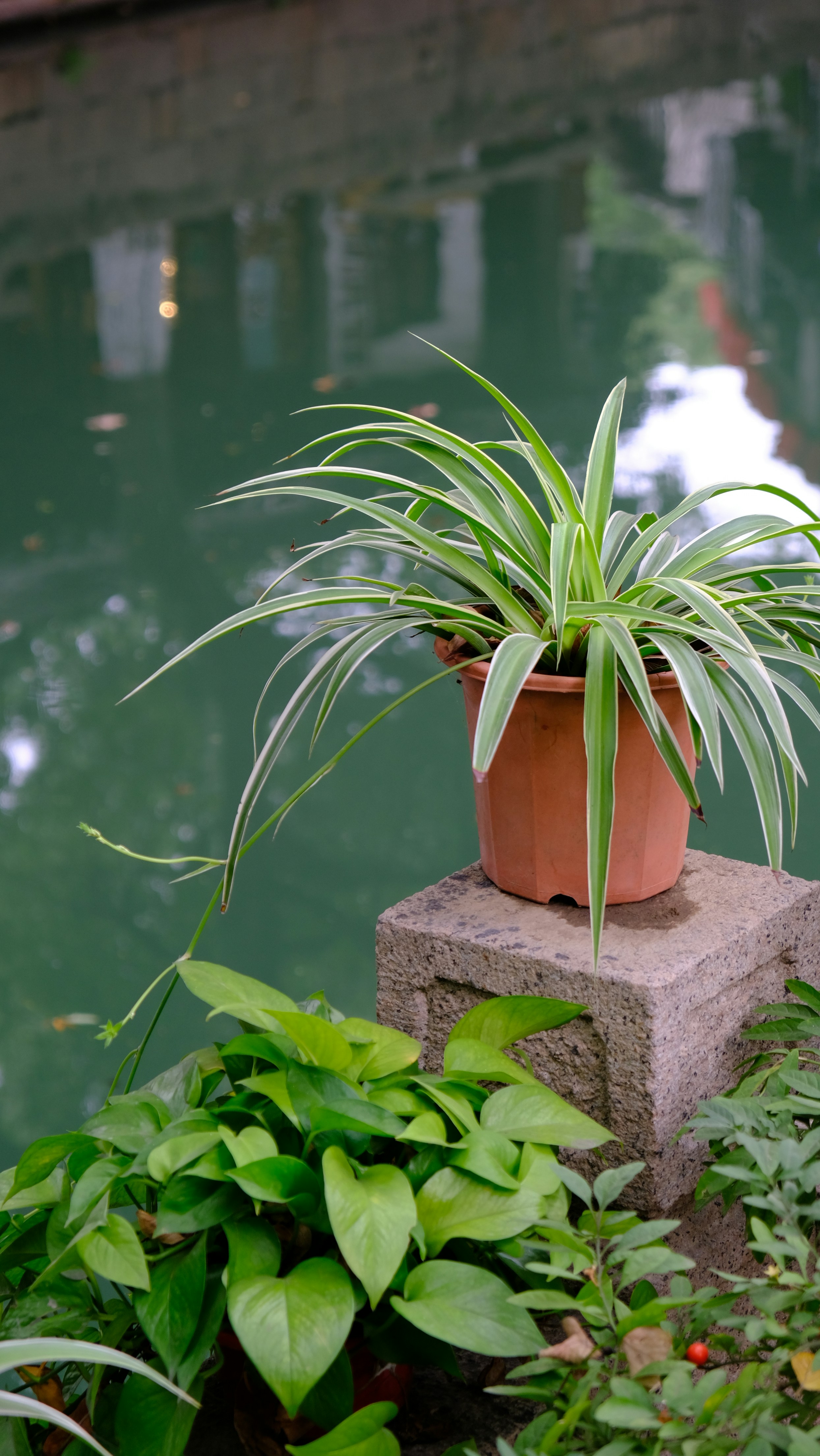 green plant on brown clay pot