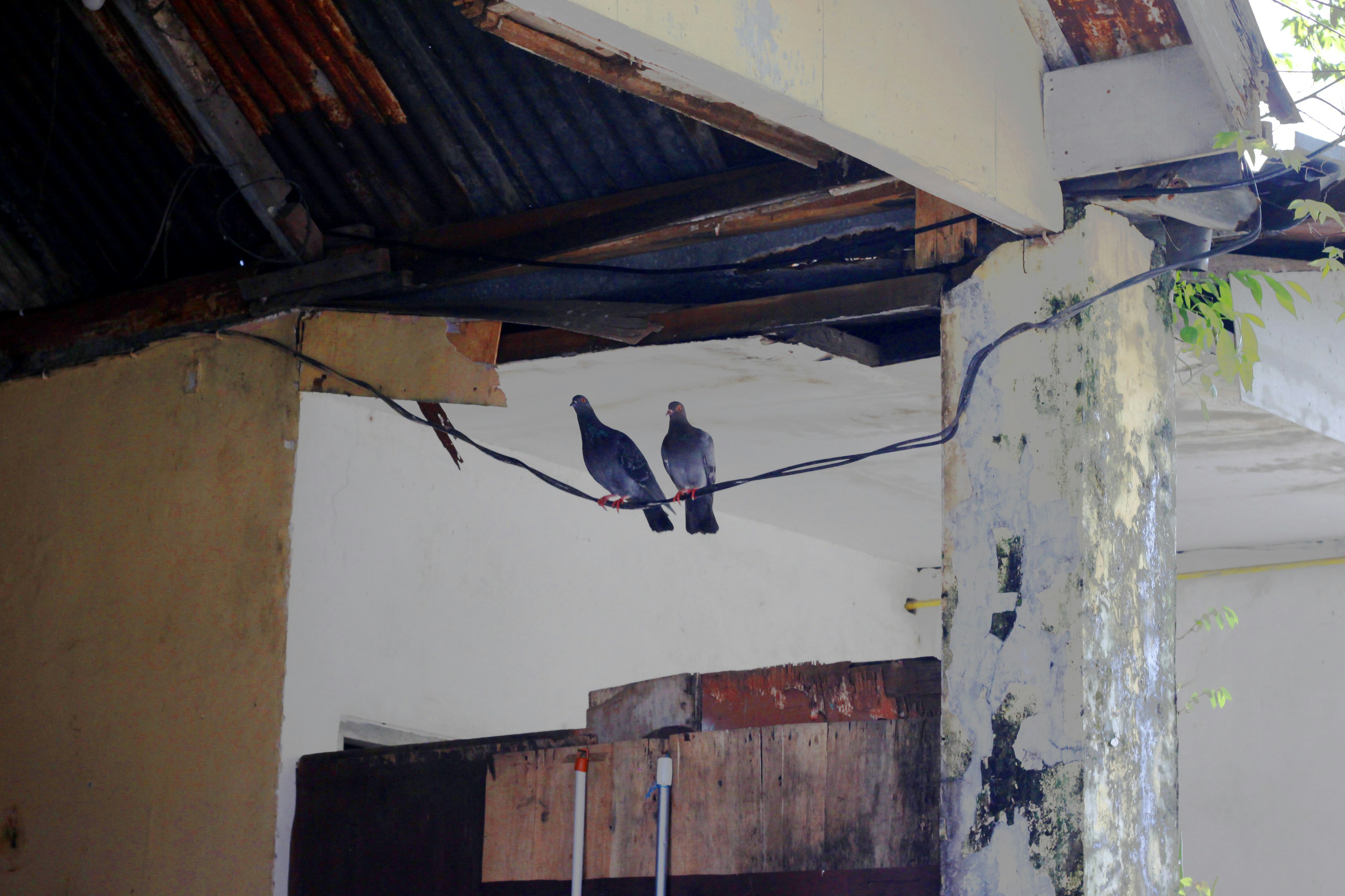 Two pigeons perched on a wire against a backdrop of rustic architecture, capturing a fleeting moment in an urban setting.
