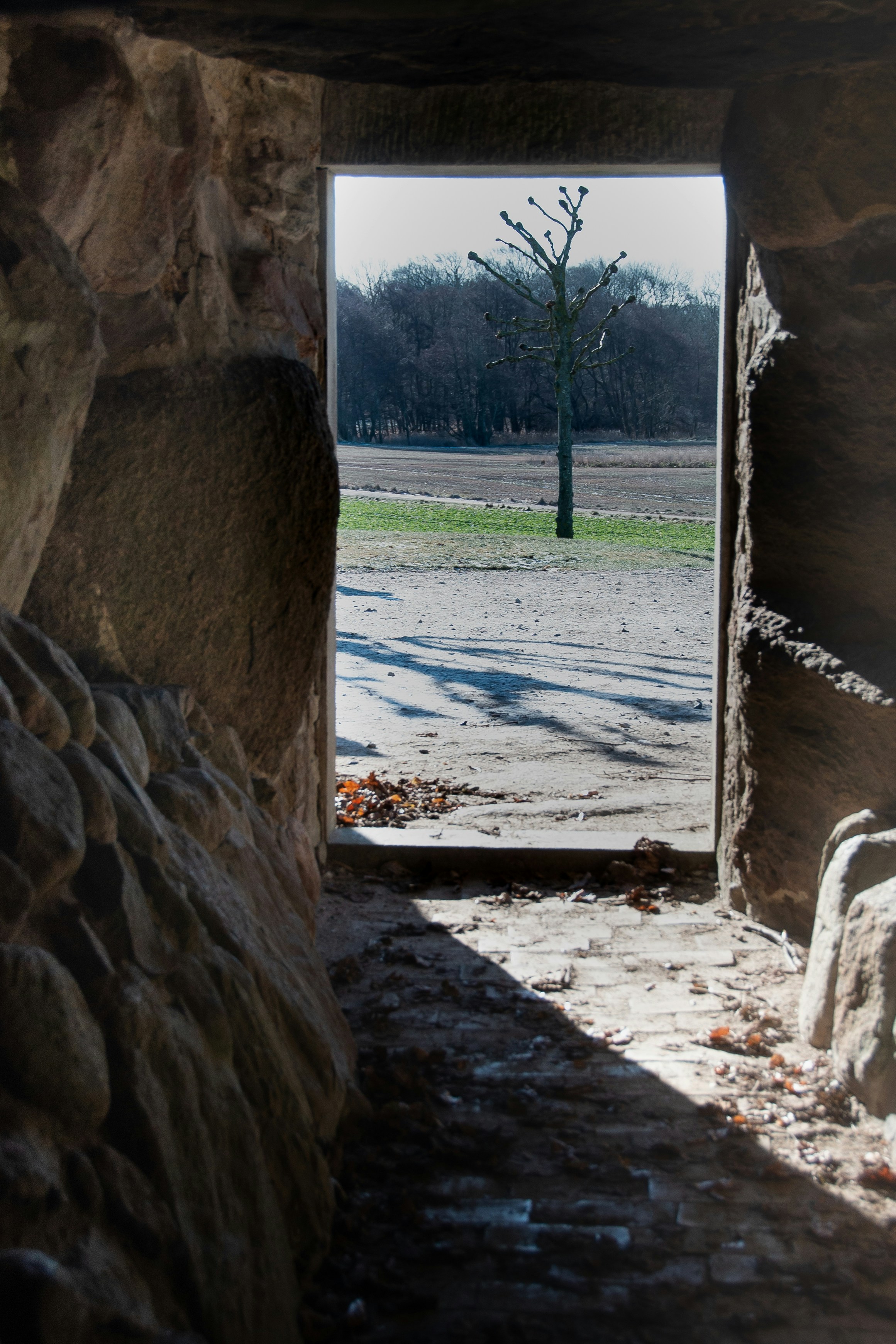 View of a solitary tree through a stone archway, contrasting natural elements with the rugged texture of the stones. The scene captures a peaceful moment in nature.