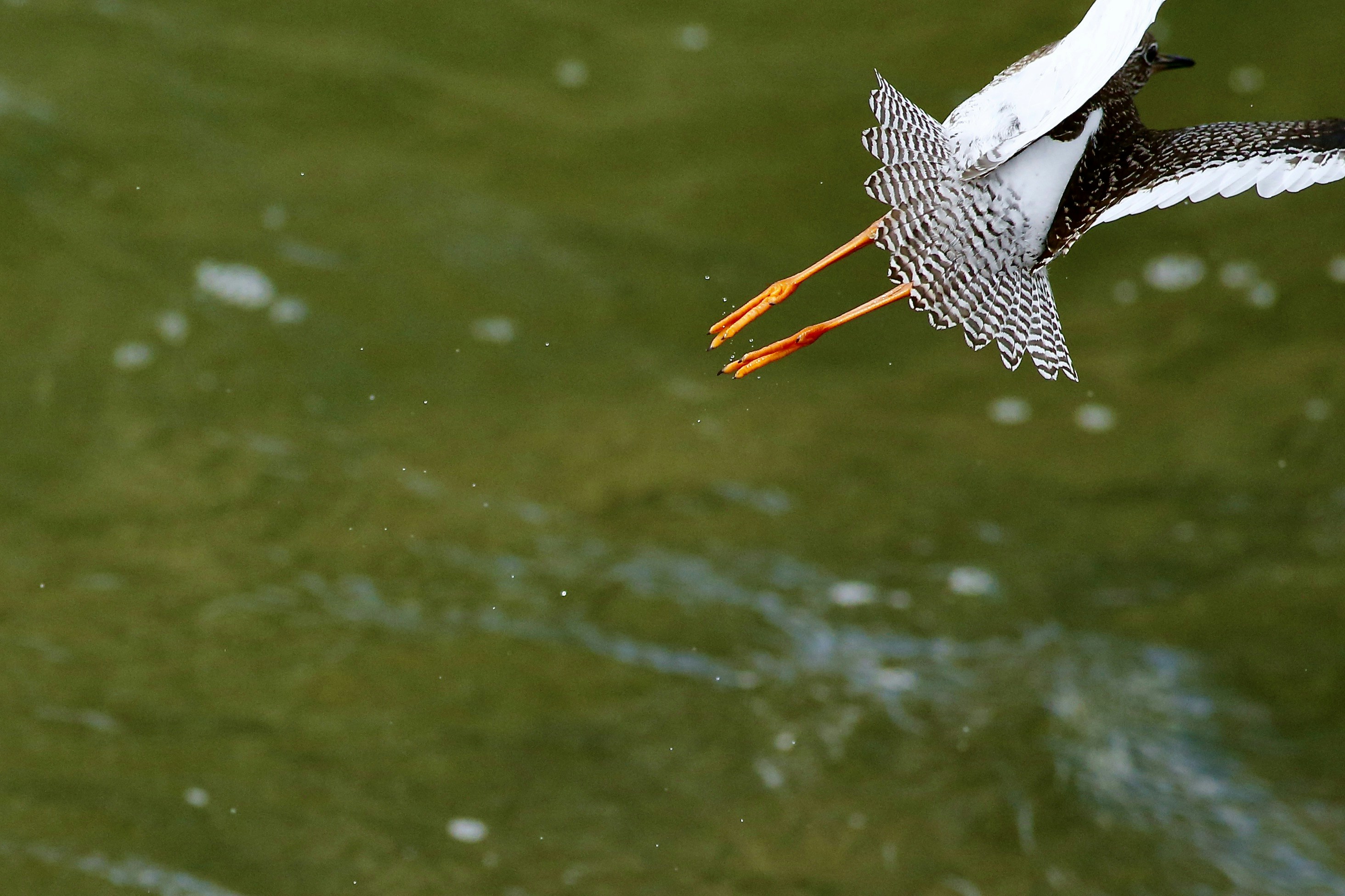 Winged Return: A Pied Avocet in Mid-Flight Over Green Waters