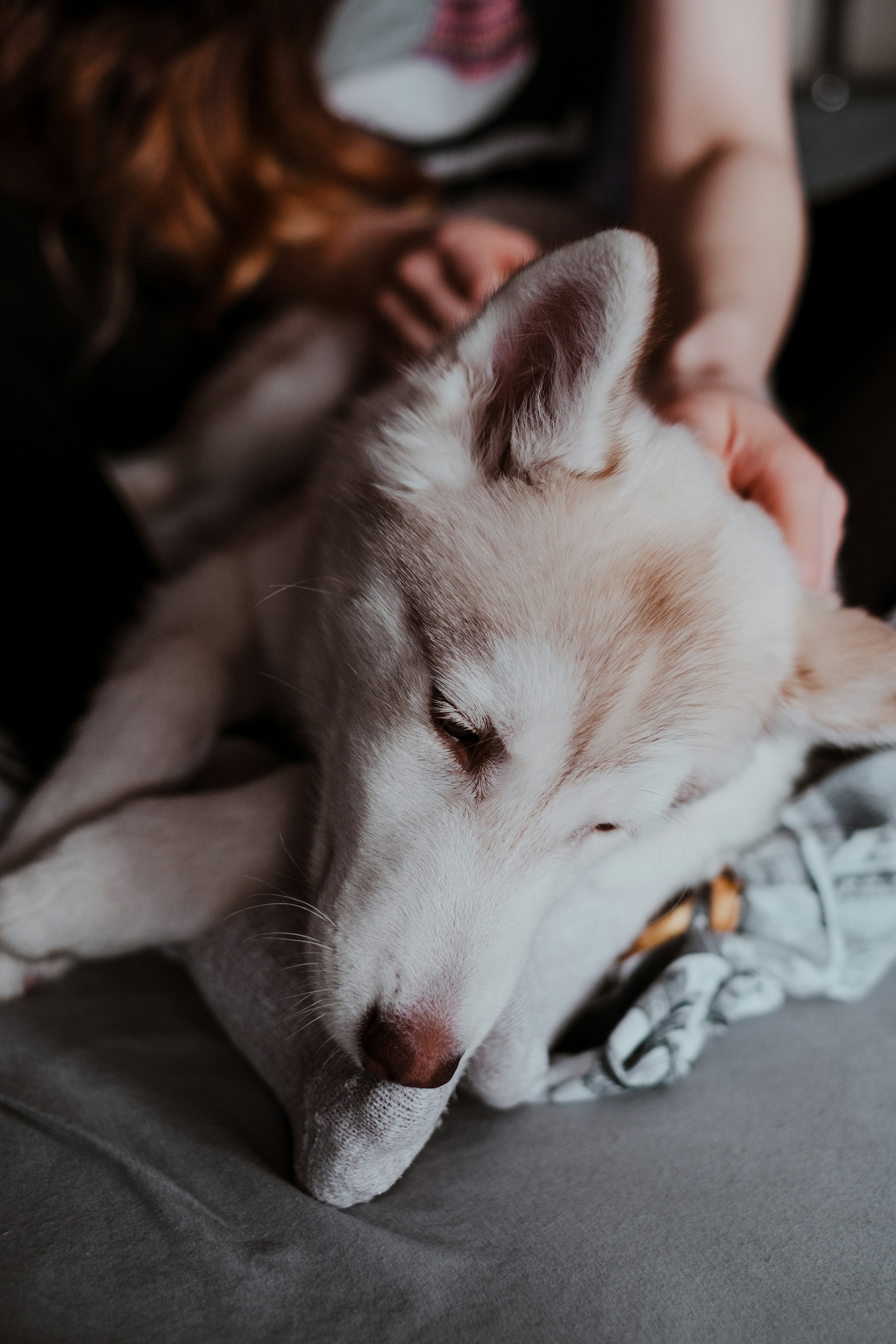 Husky Tumblr Photography