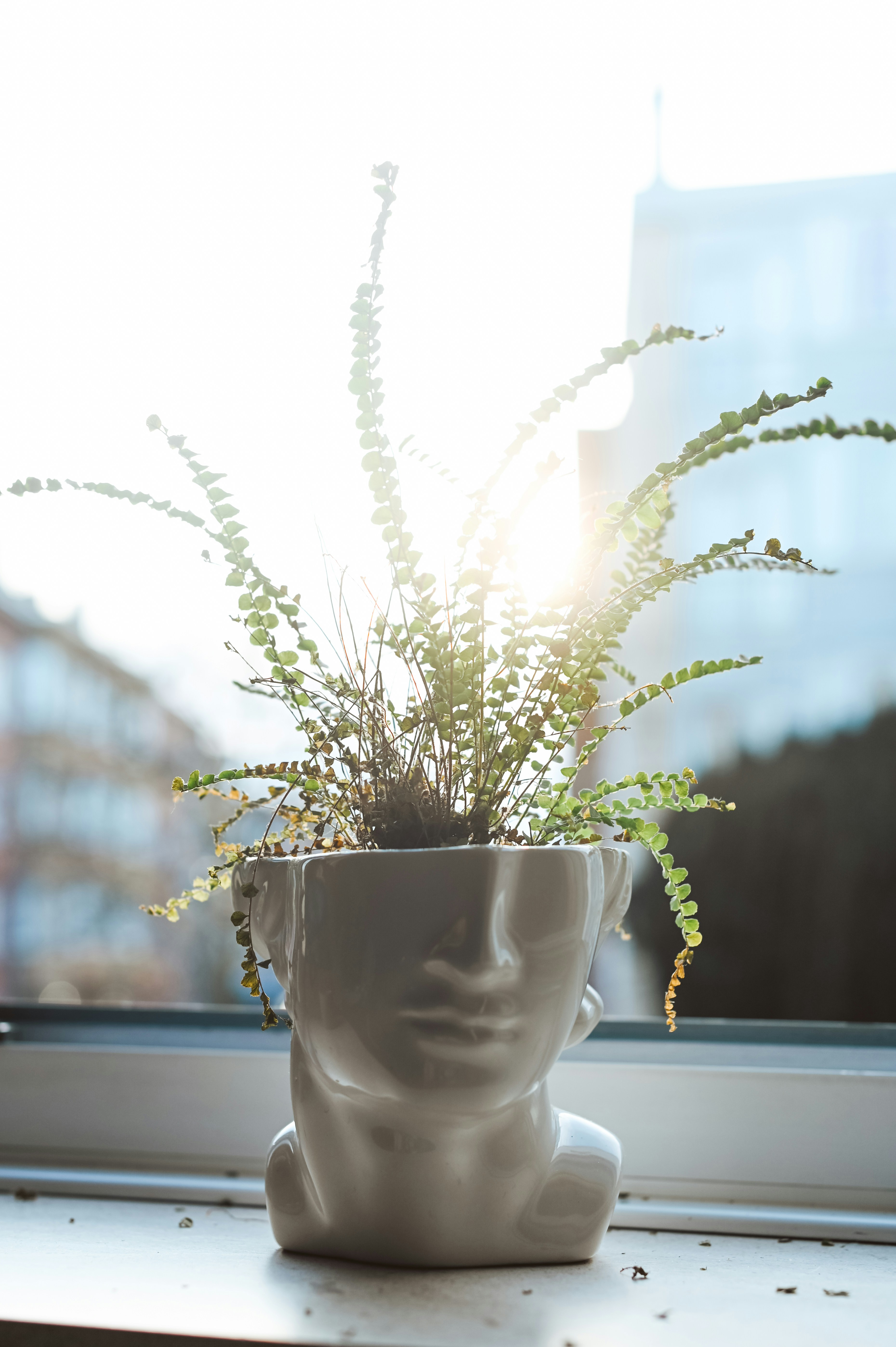 Backlit Fern in a Ceramic-Head Planter Anchors a Sunlit Windowsill