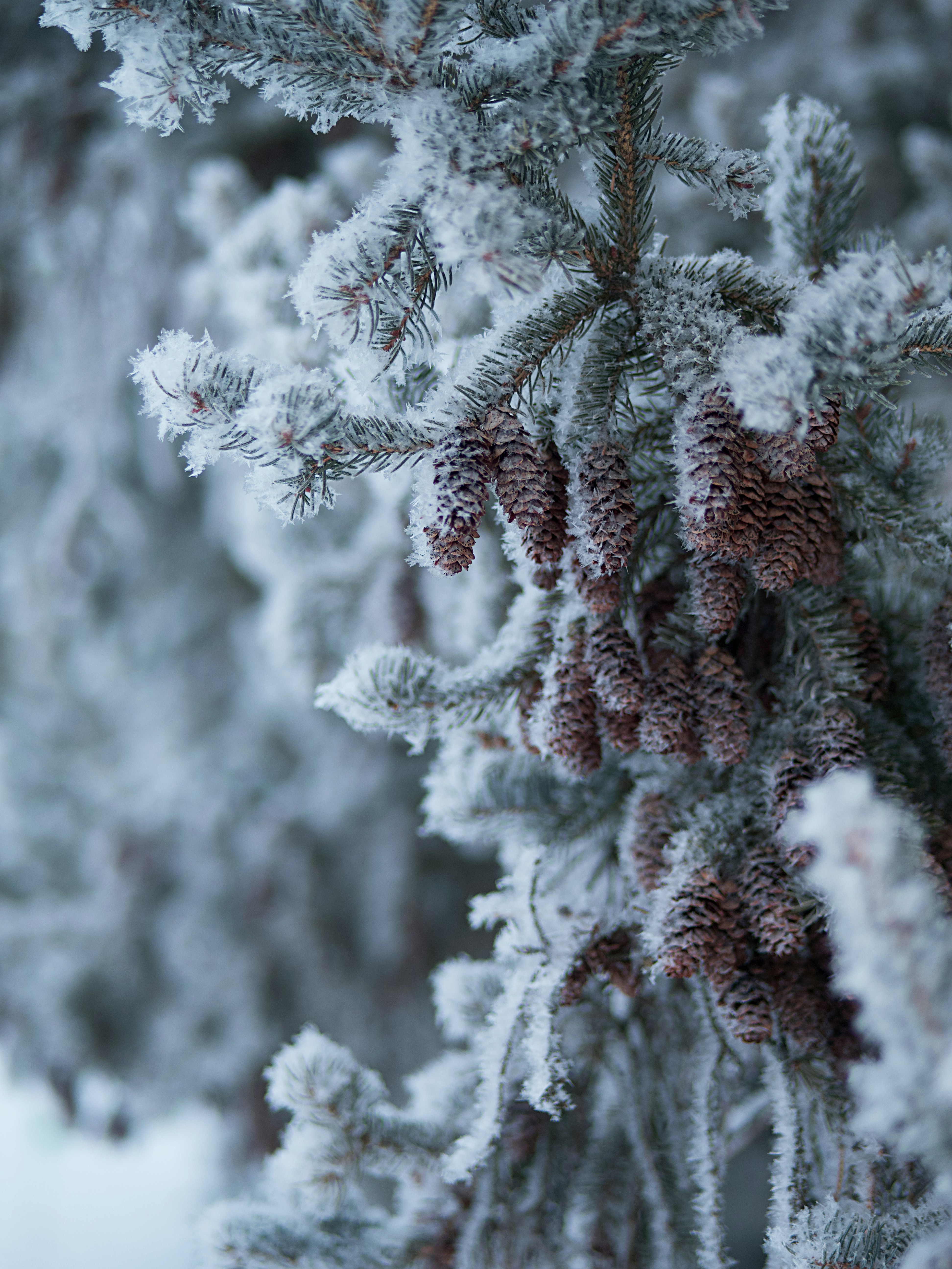 White snow on green pine tree photo – Free Grey Image on Unsplash