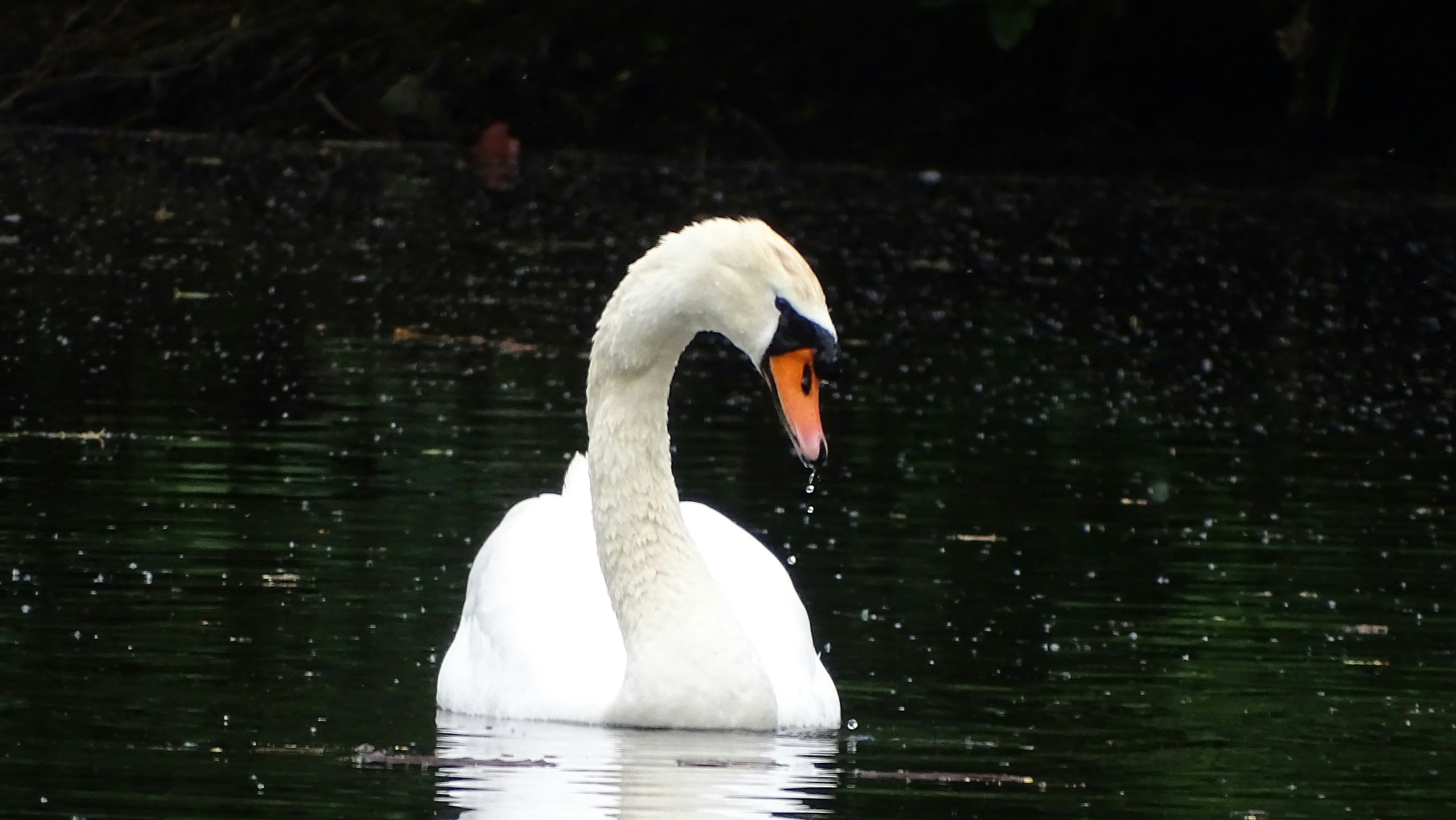 Swan
