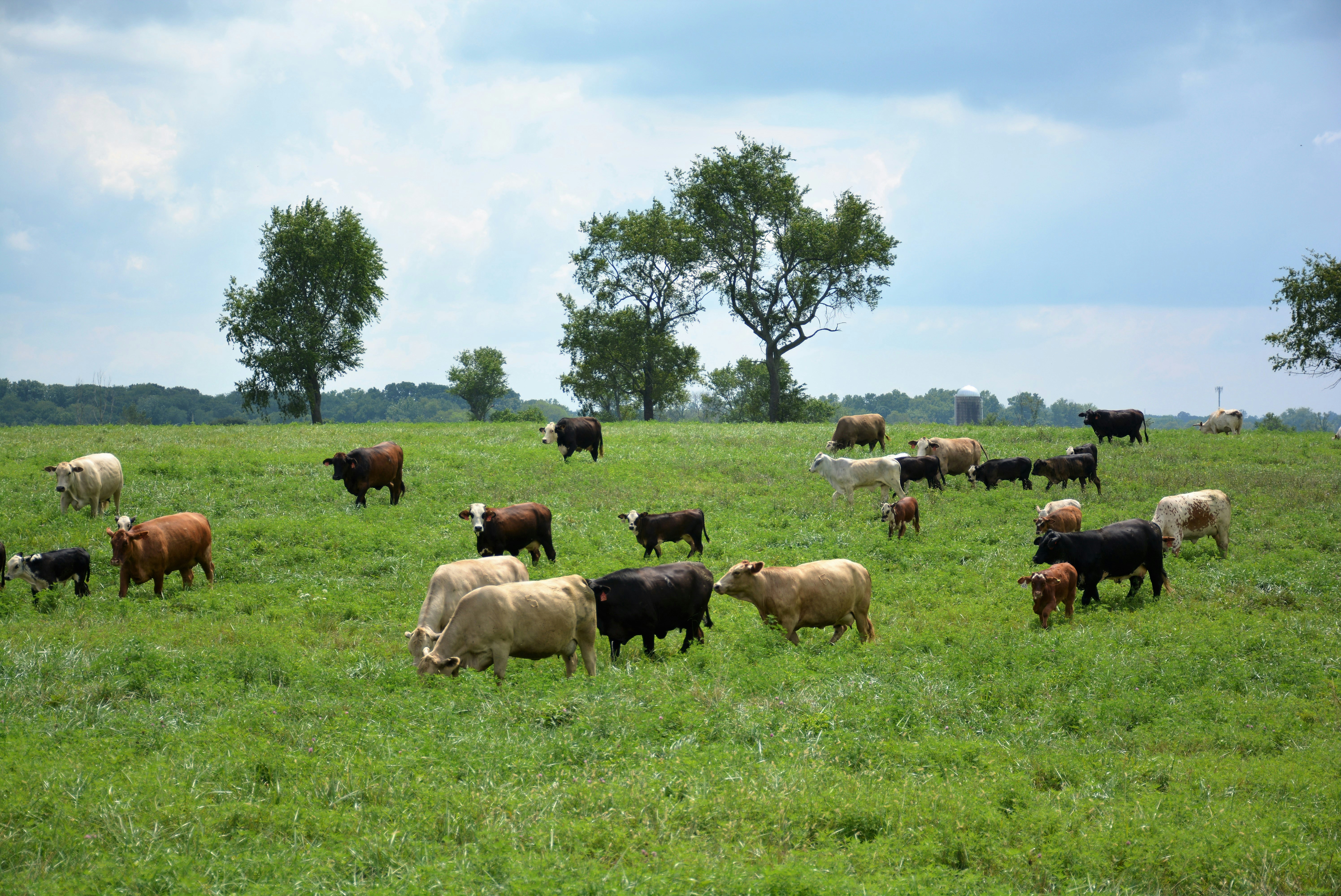 Cattle Farm Pictures | Download Free Images on Unsplash