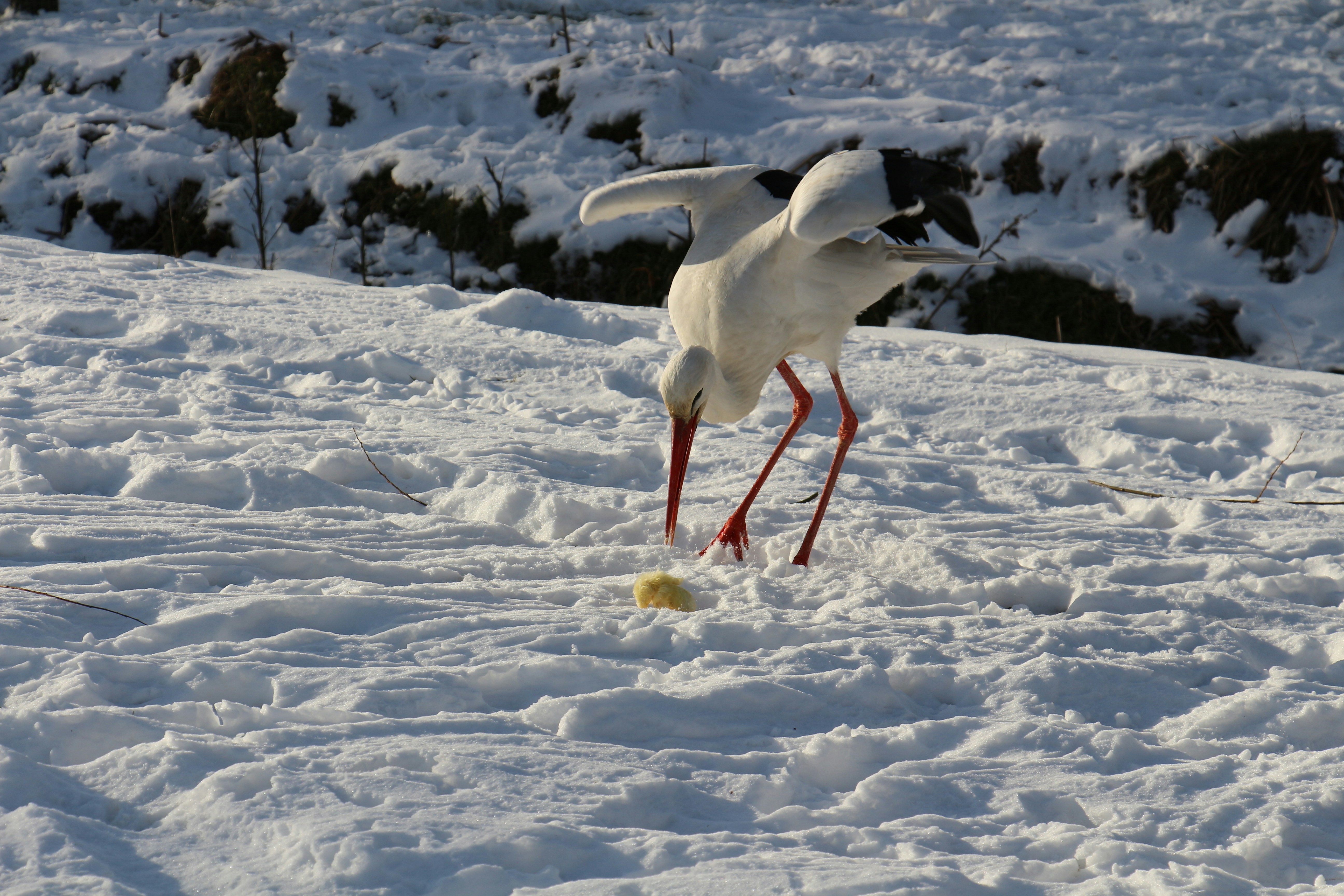 A white stork foraging on a snowy landscape, intently focused on a small object in the snow. The contrast of the bird's vibrant colors against the white snow emphasizes its grace and determination.