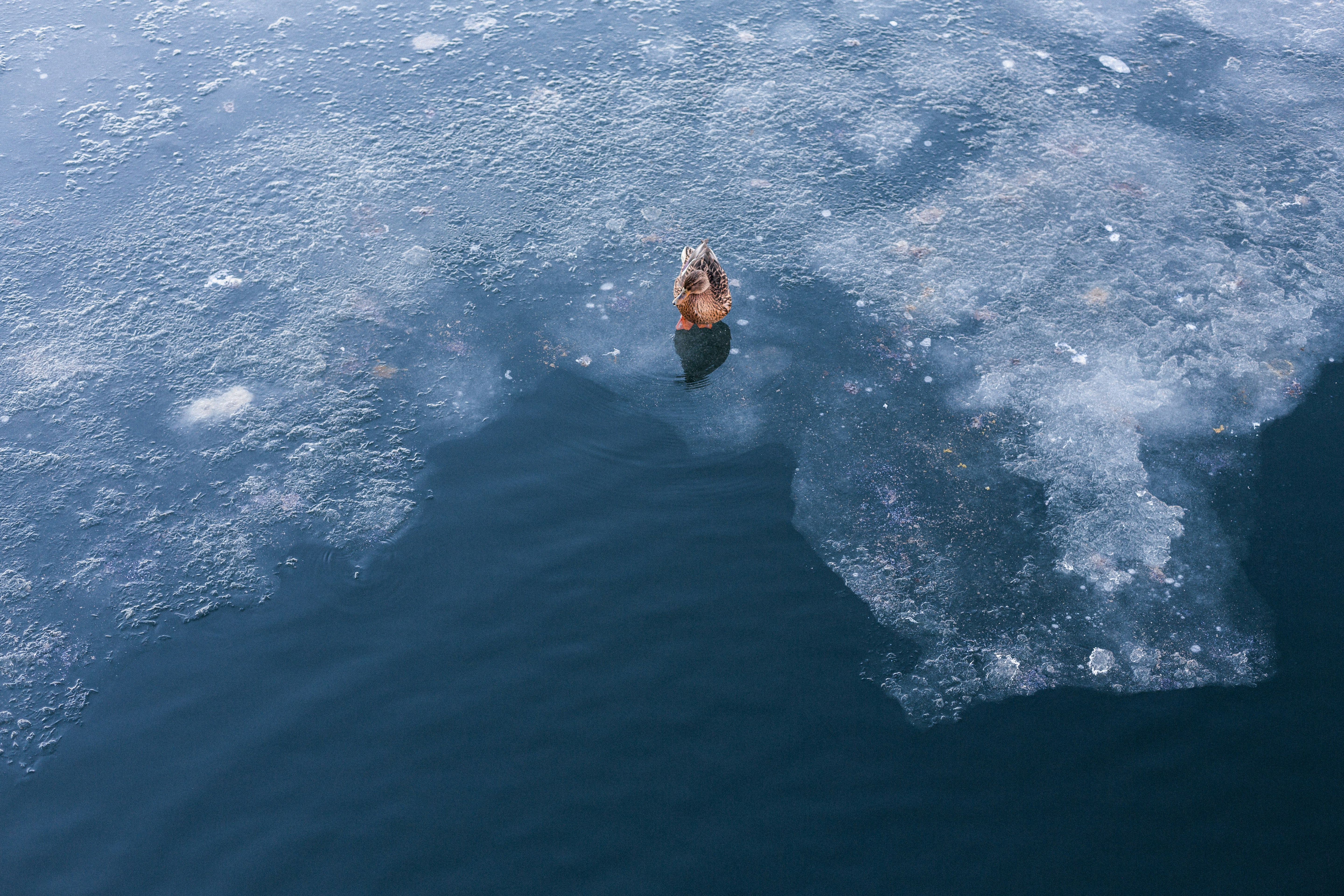 Edge-Fragment Watch: A Lone Bird on Fractured Ice