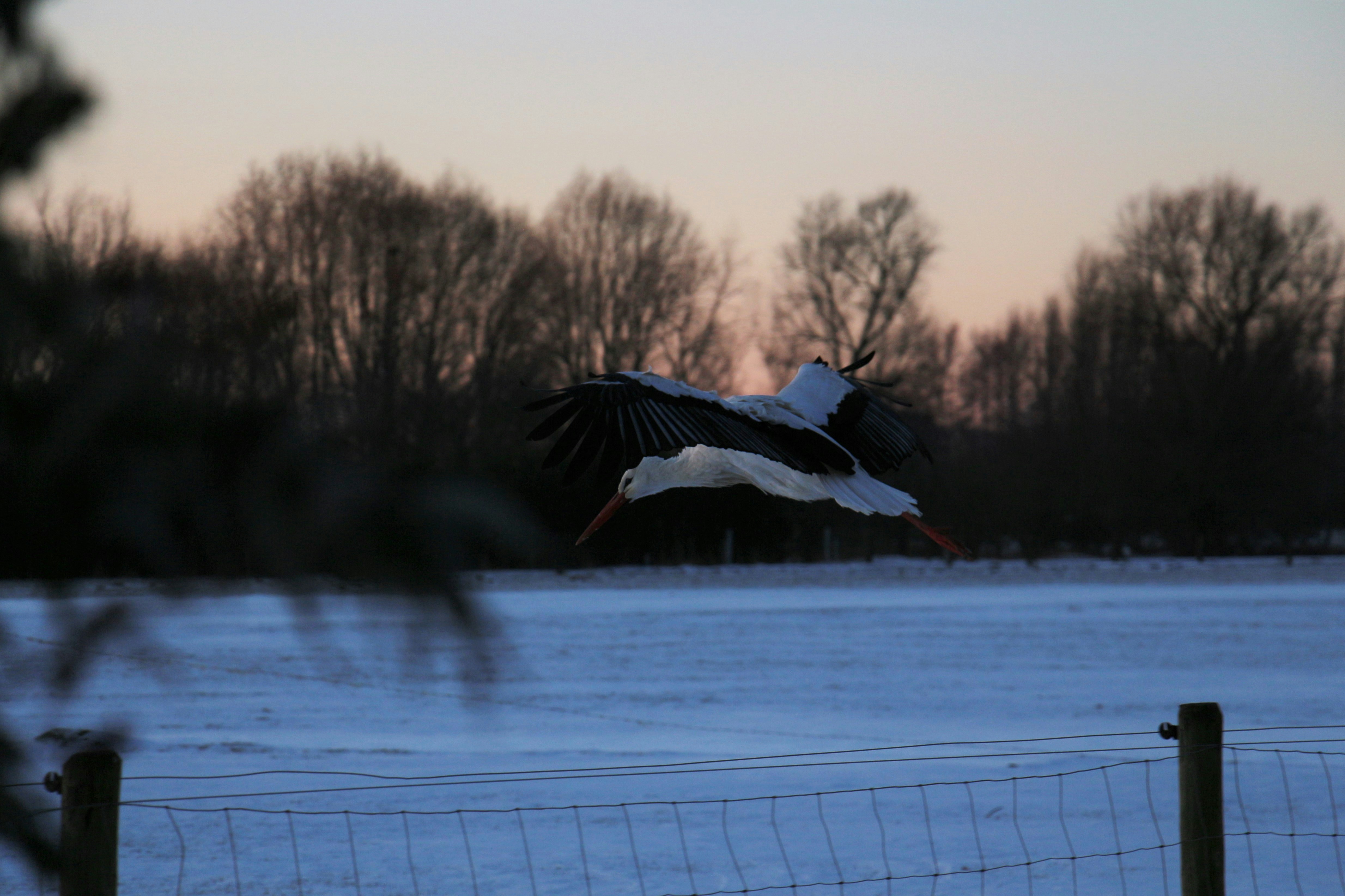 Twilight Takeoff: A Crane Unfolds Wings Across a Snowbound Field