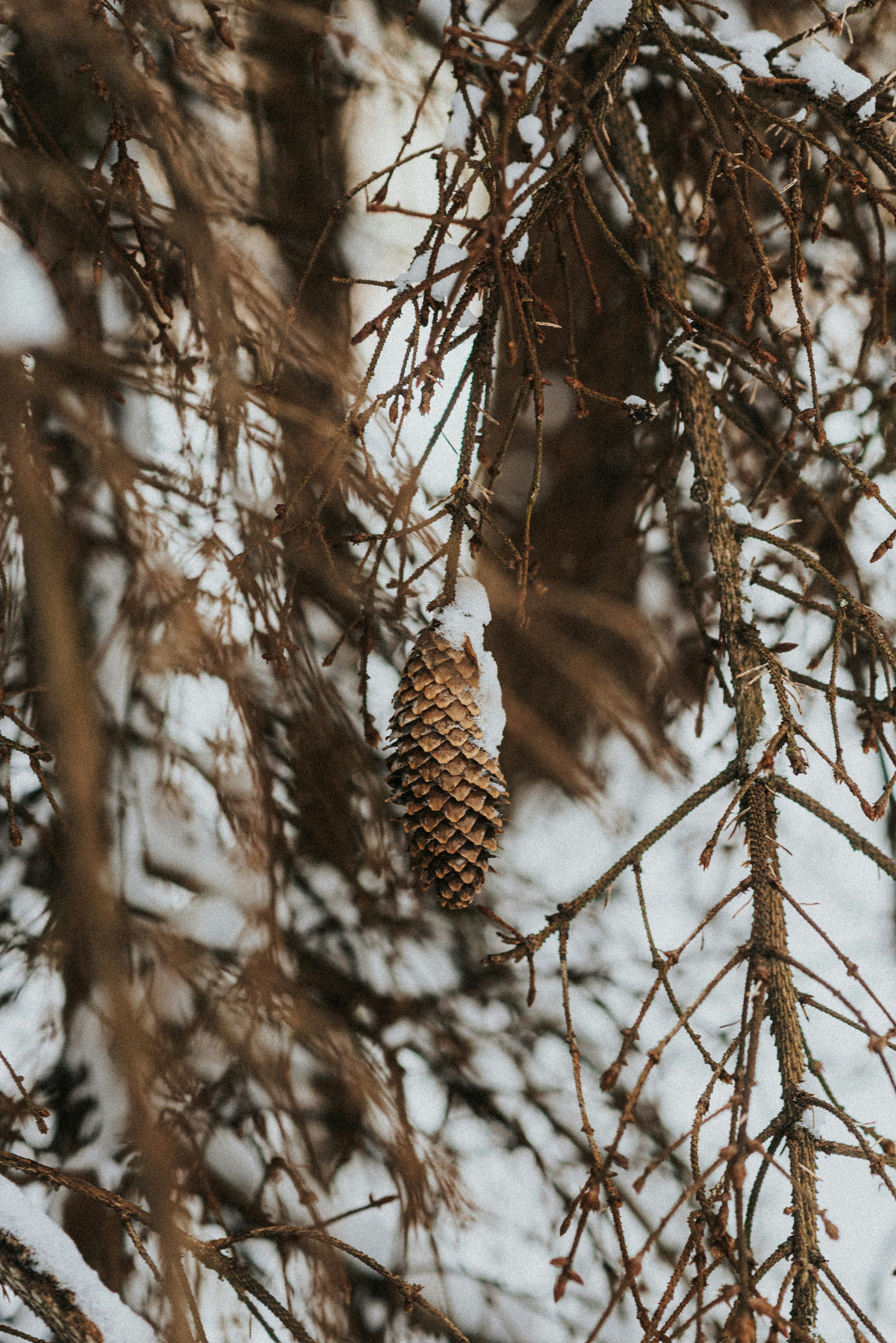 Lonely pinecone