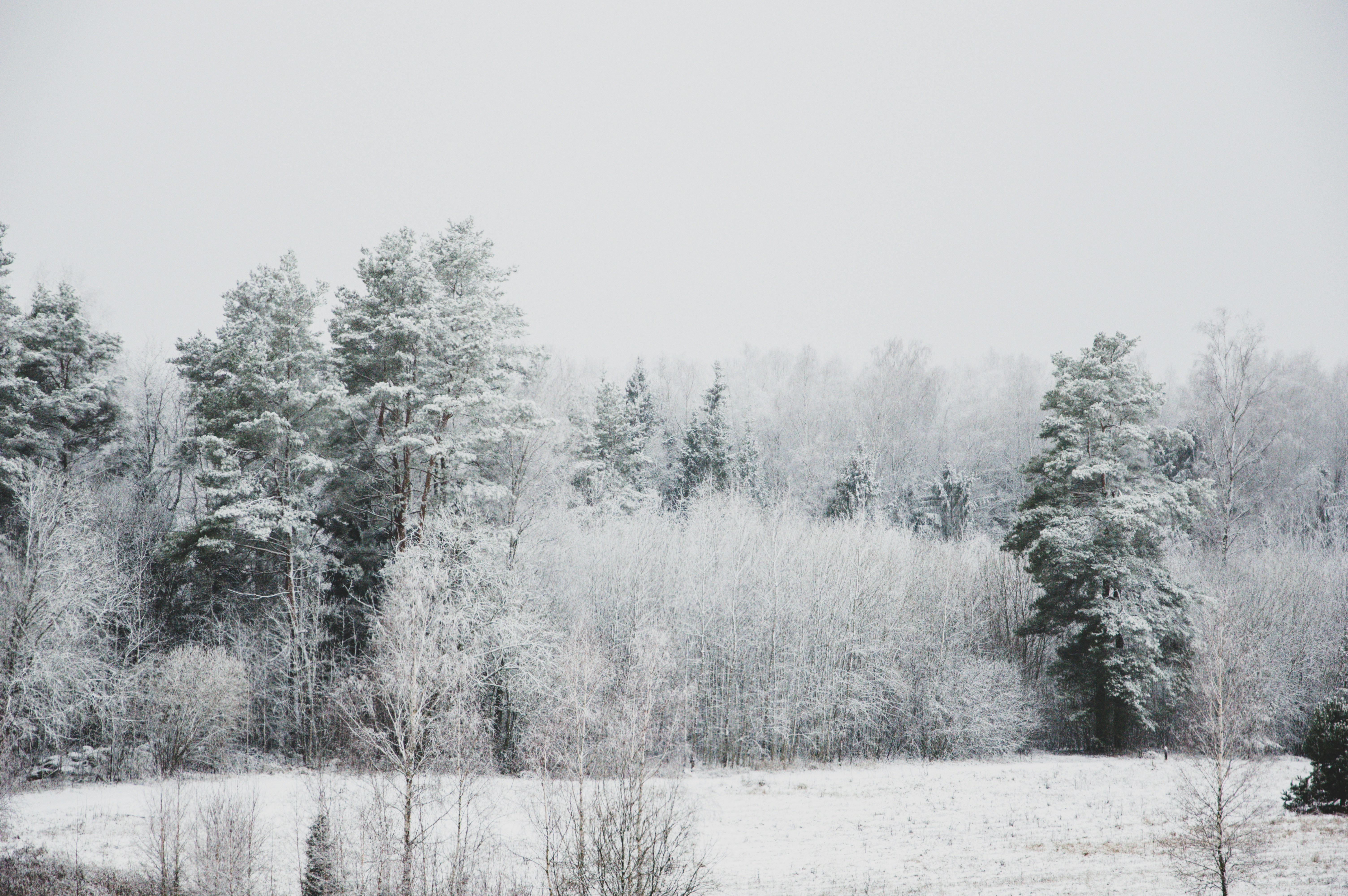 Winter Scenes Pictures | Download Free Images on Unsplash