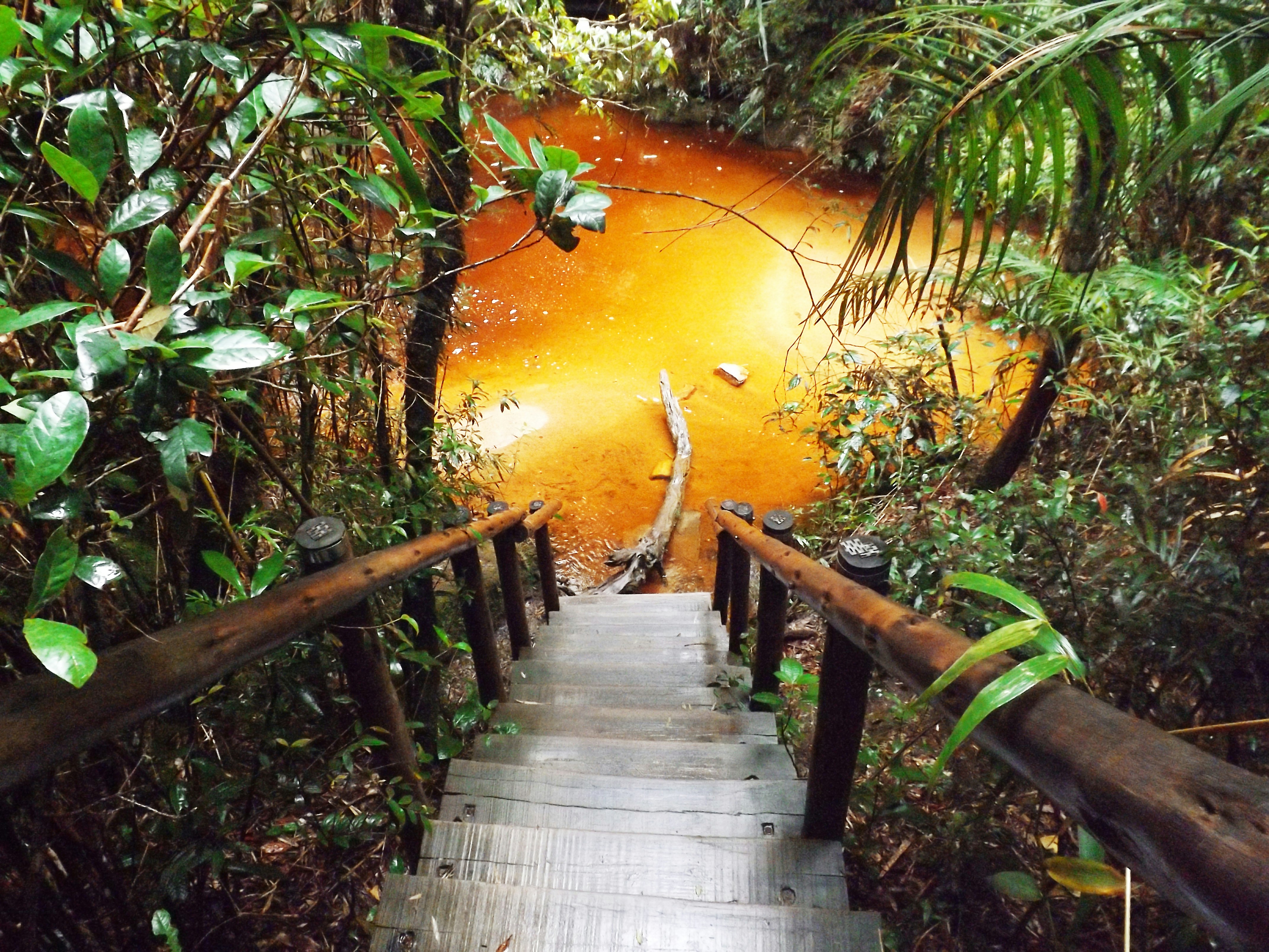 Staircase into an orange-tinted pool of jungle light