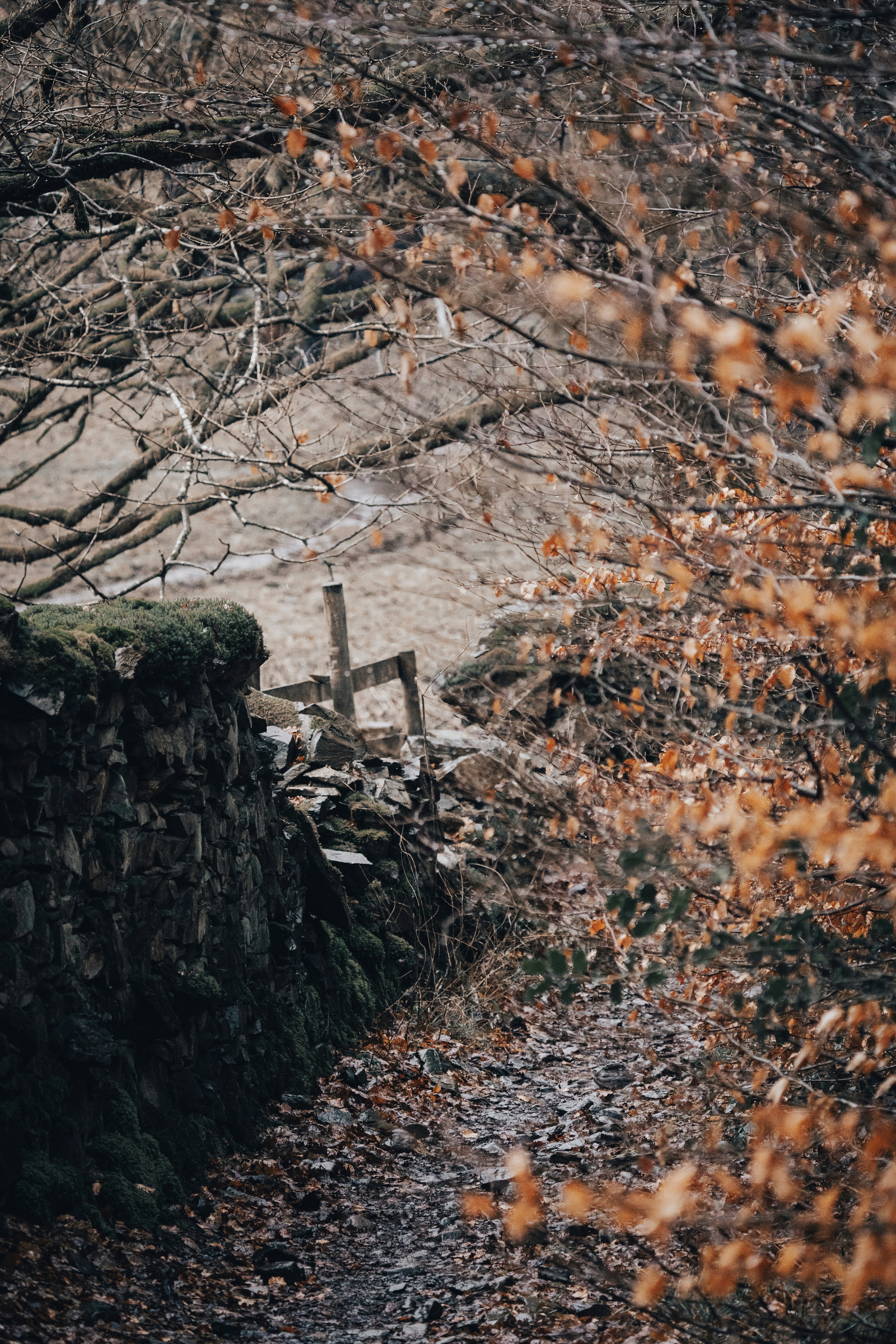 Brown tree branches on ground photo – Free Simpson ground reservoir ...