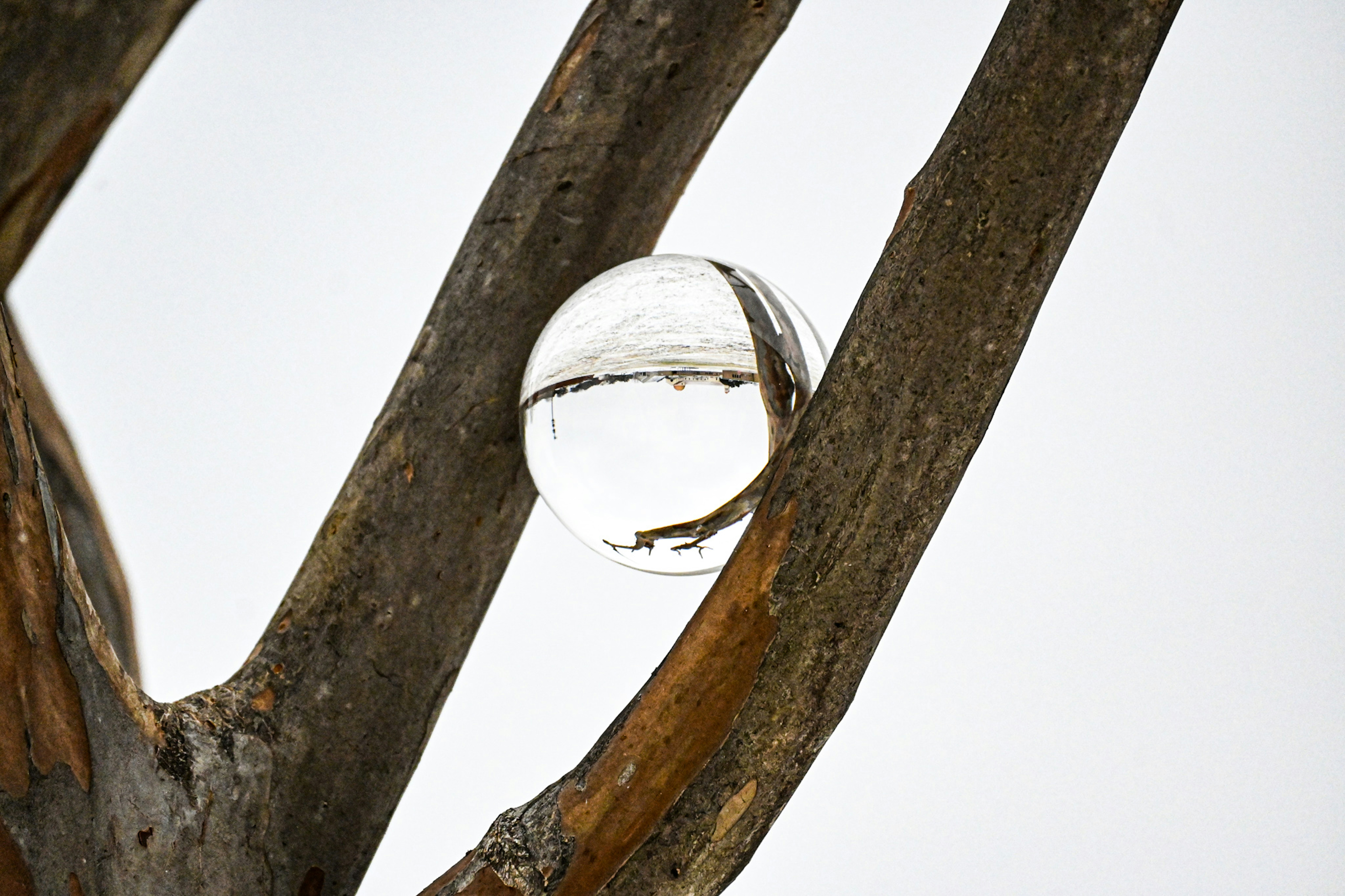 Crystal Orb Between Weathered Branches: Quiet Geometry in Light