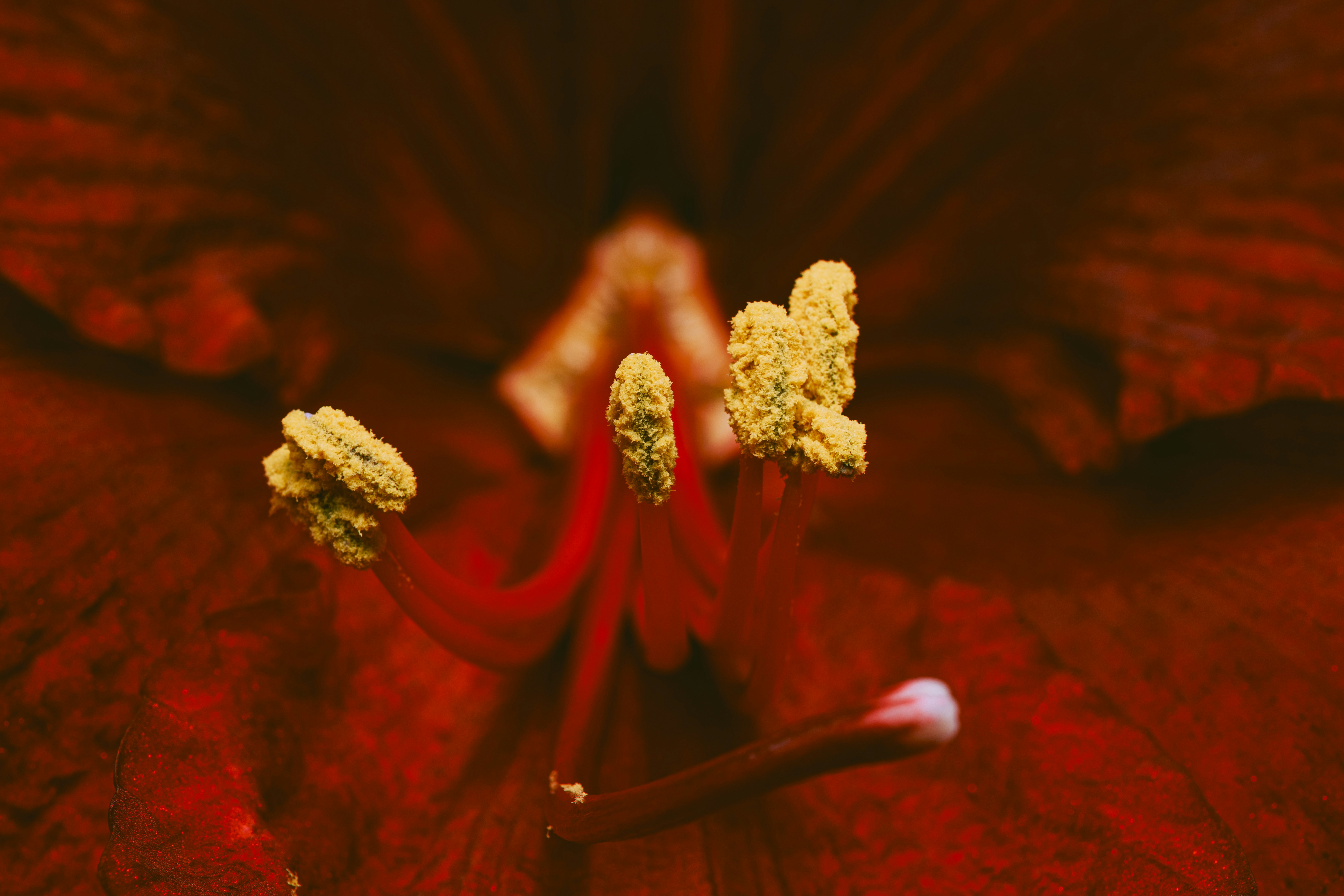 Macro of an amaryllis bloom with an emphasis on the stamen, particularly the pollen-covered anther.