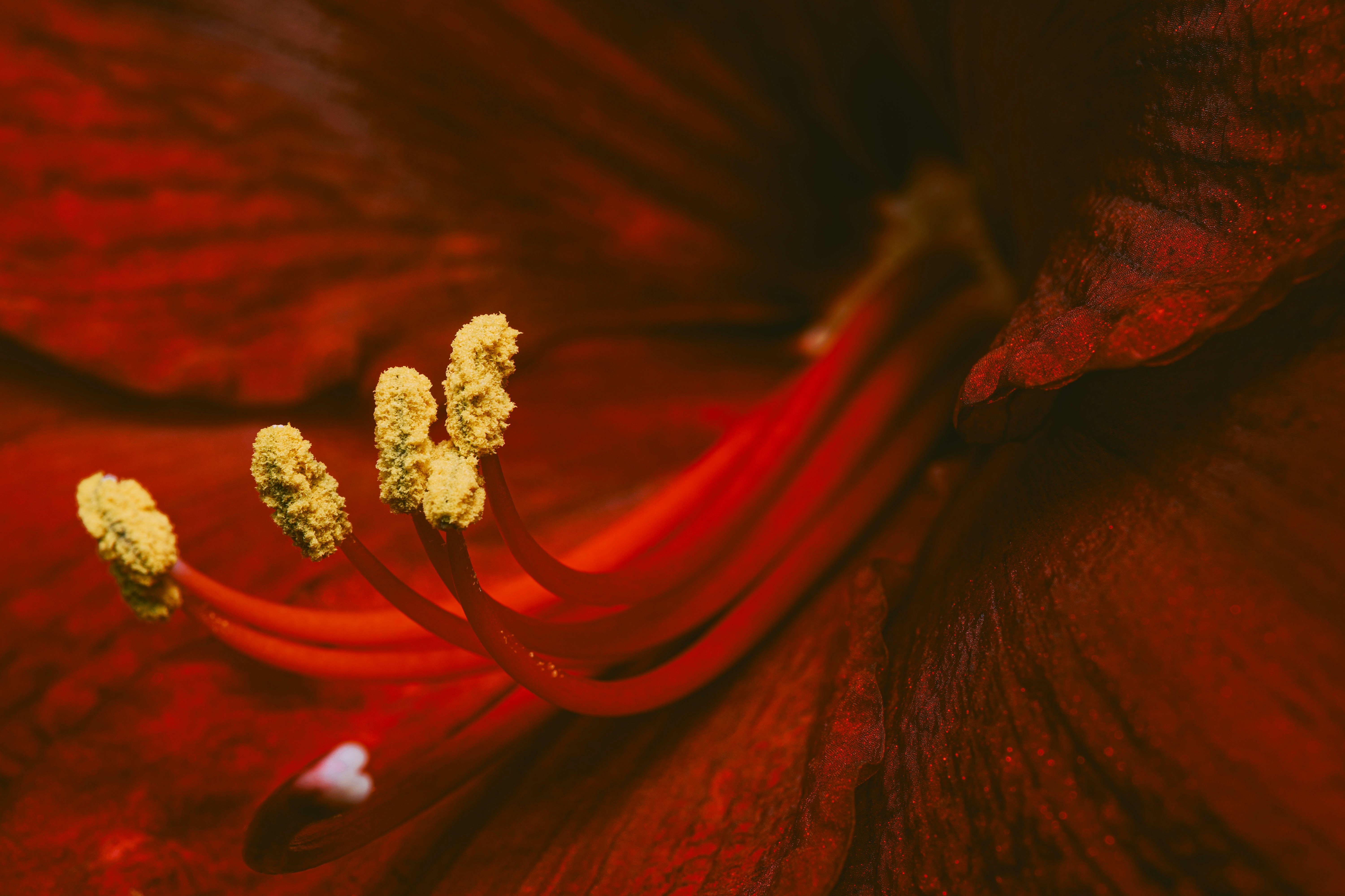 Crimson Velvet Stamen: A Macro Moment from the Petal's Core