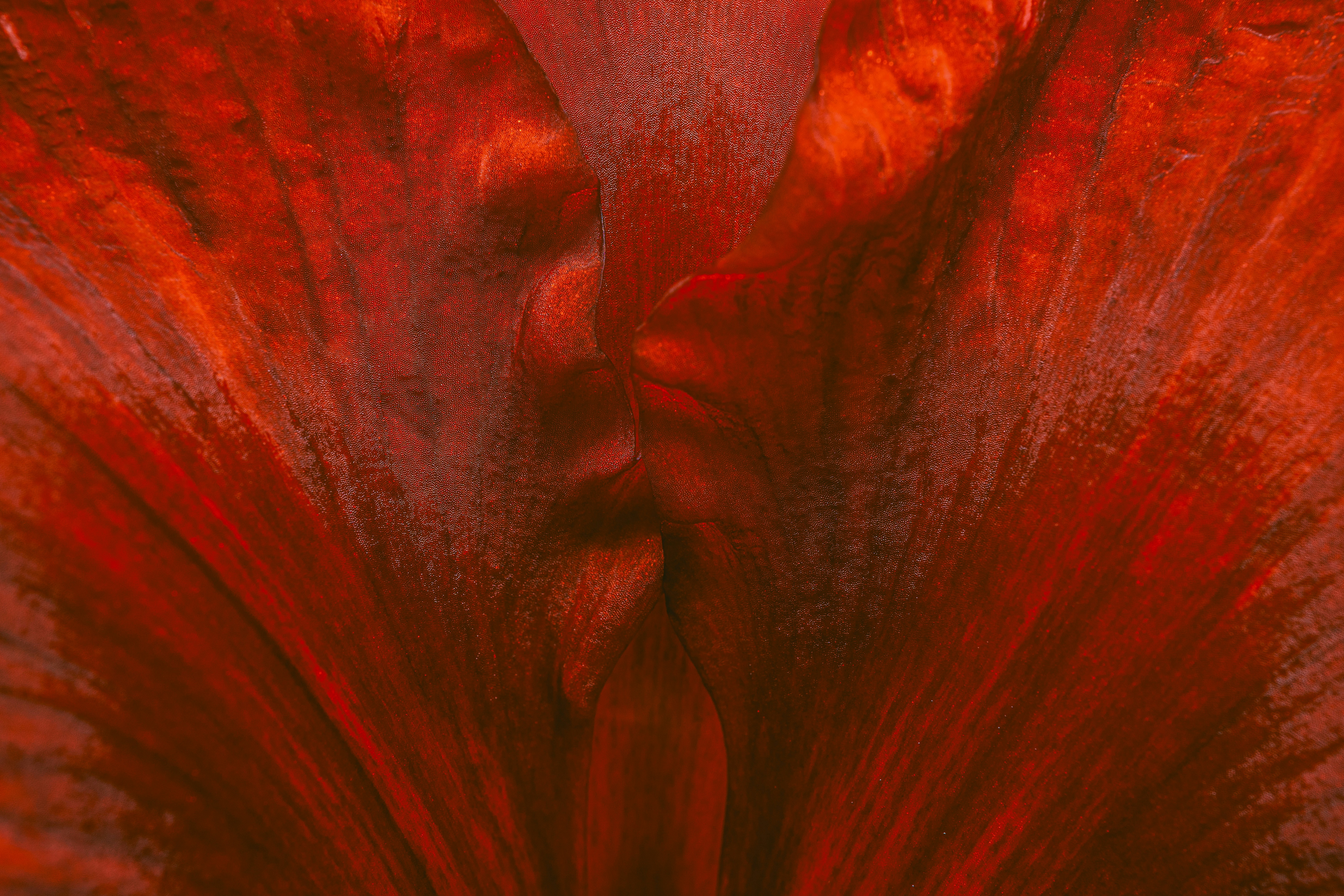 Crimson Vein: Macro close-up of a red petal's folded center