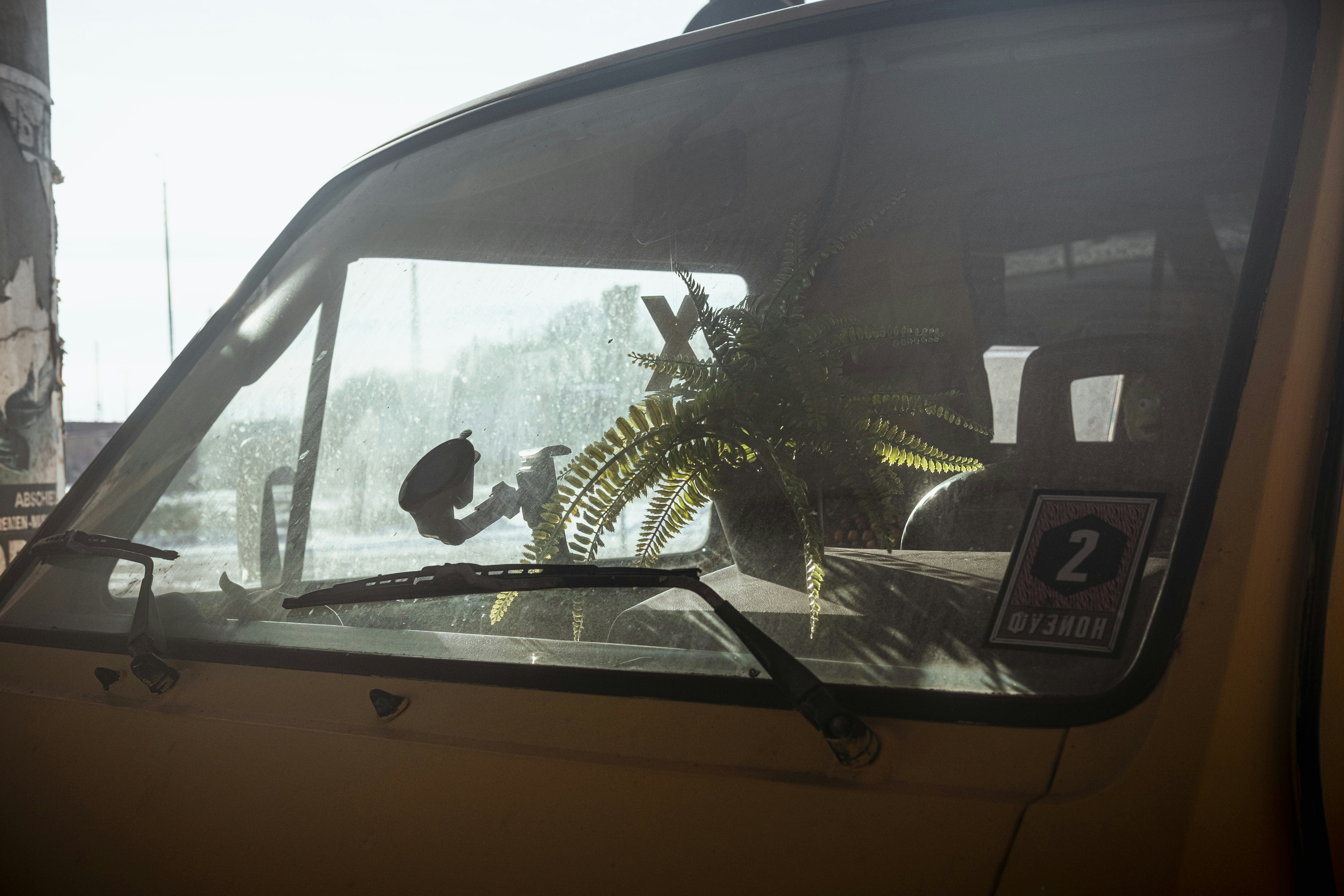 Sunlit Fern in a Vintage Van: Quiet Morning Through Glass