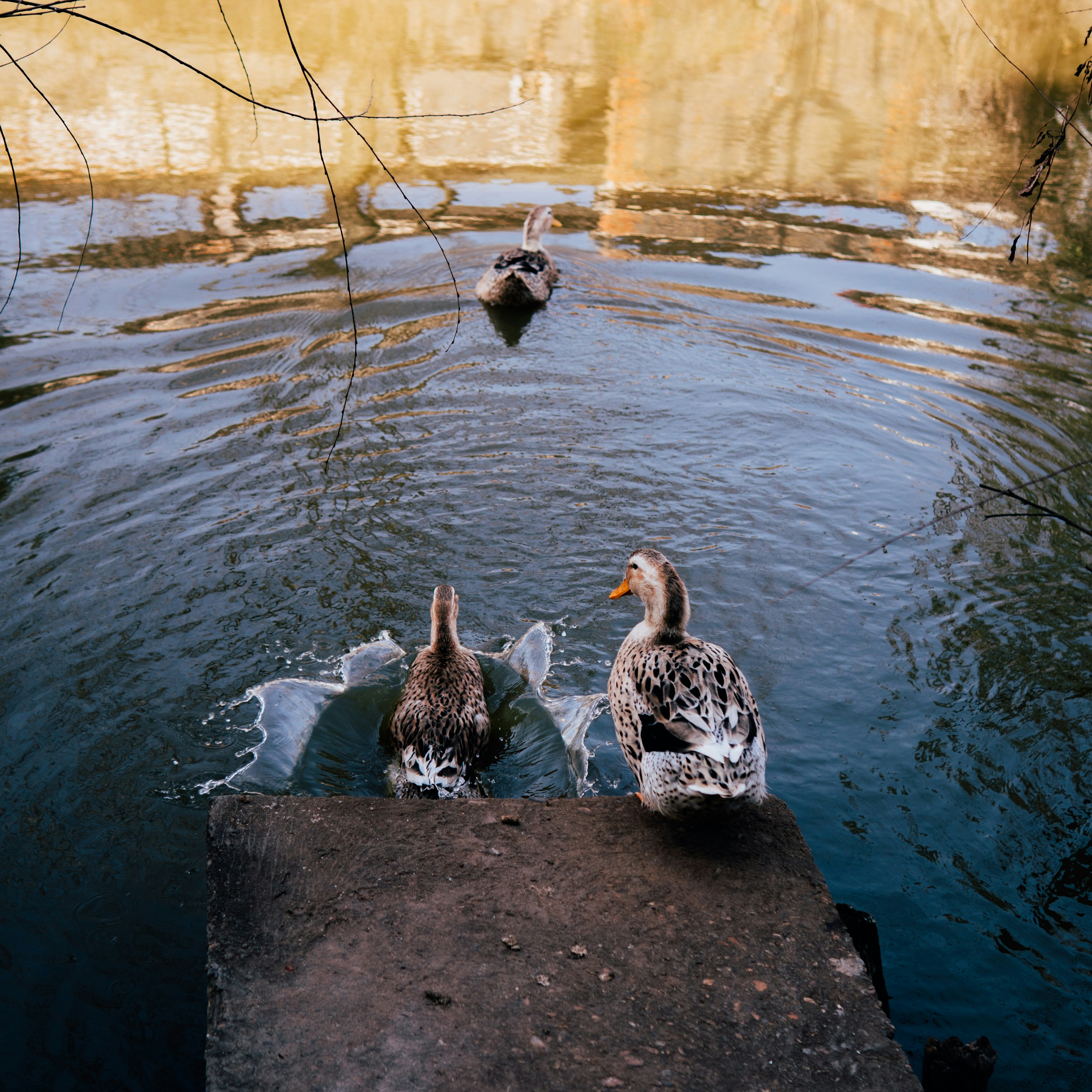 Ducks on a Weathered Dock Bathed in Golden Hour Reflections