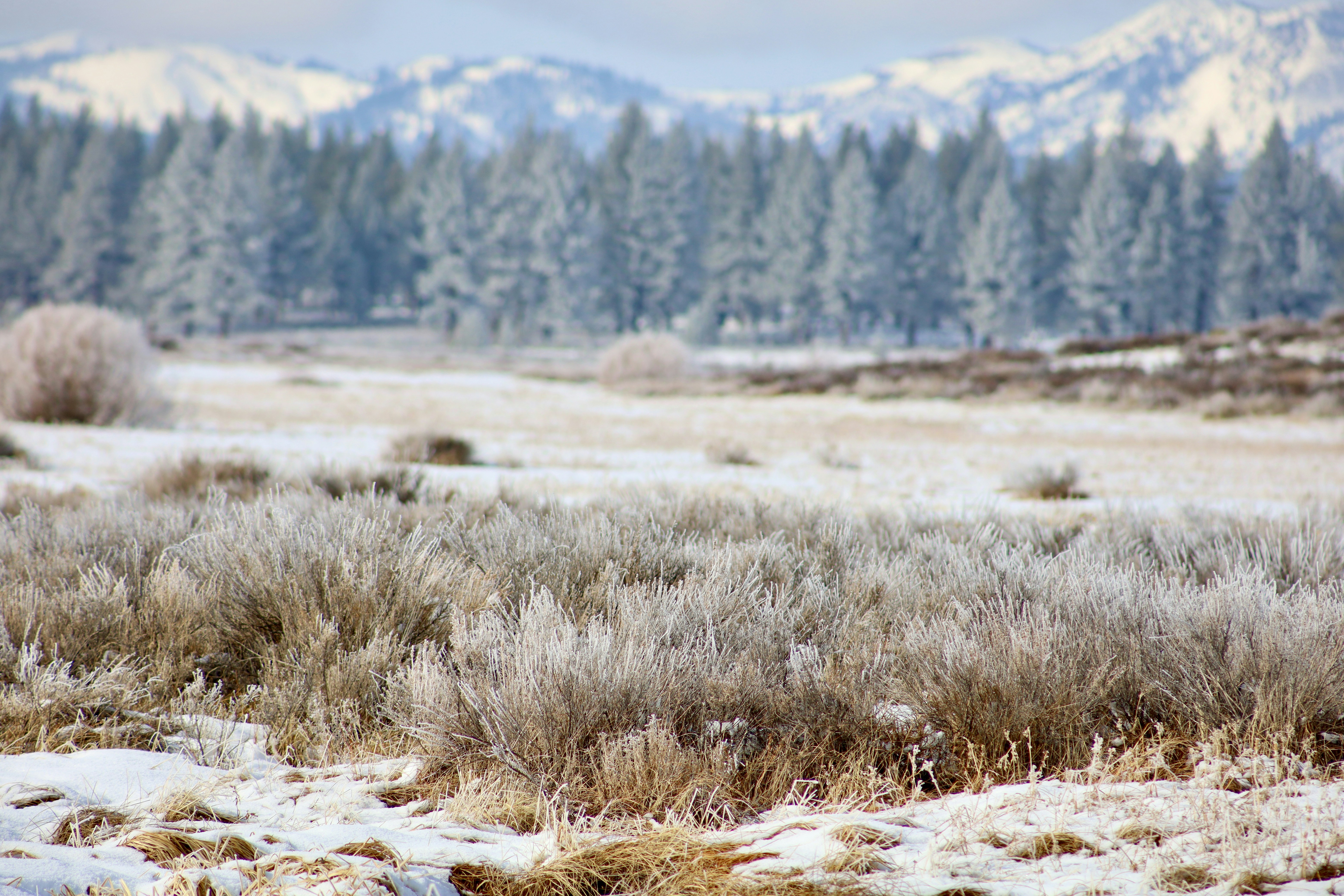 Frost-covered grass in a meadow with snow-draped mountains and a line of evergreen trees in the distance.