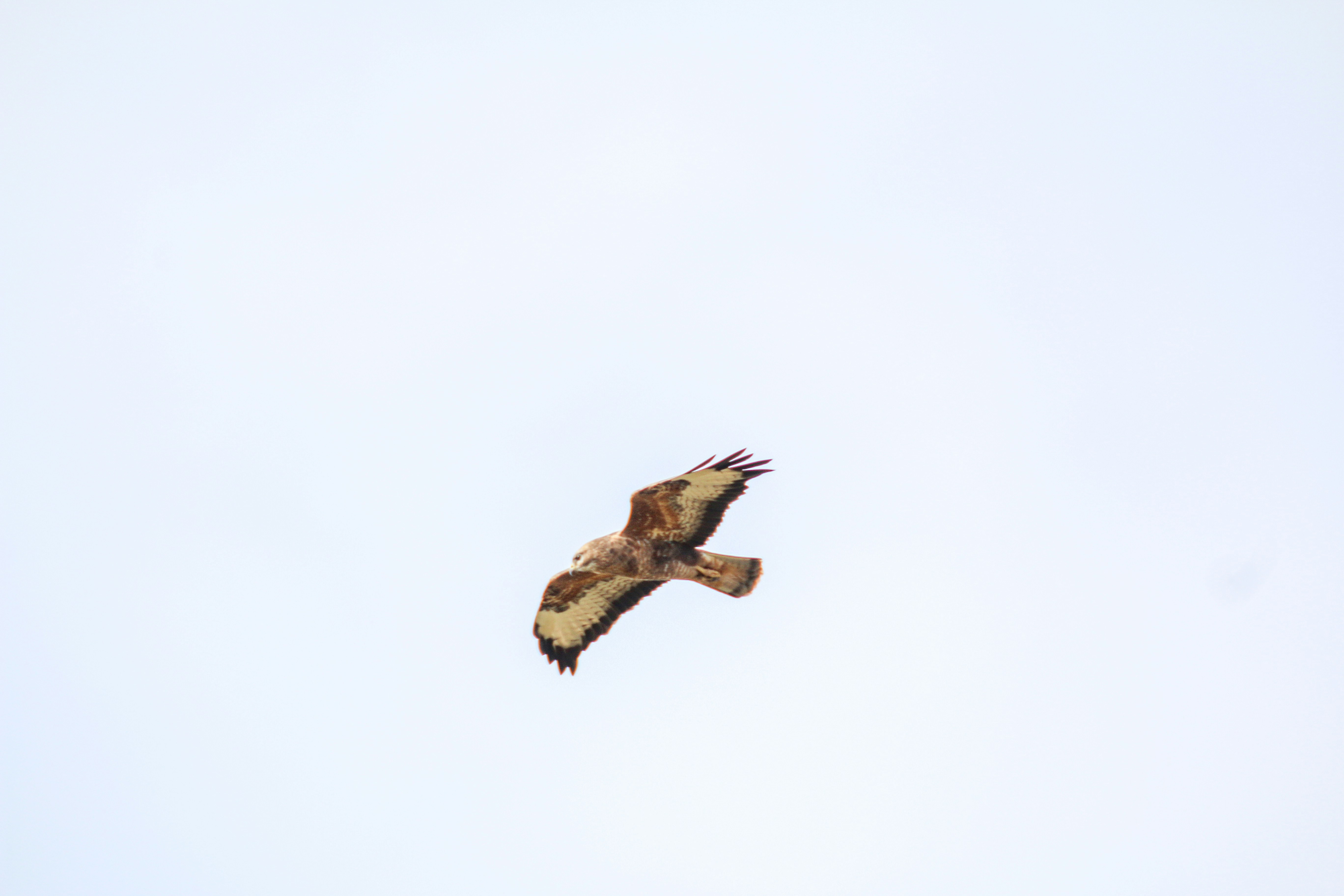 Brown bird flying in the sky photo – Free Bird Image on Unsplash