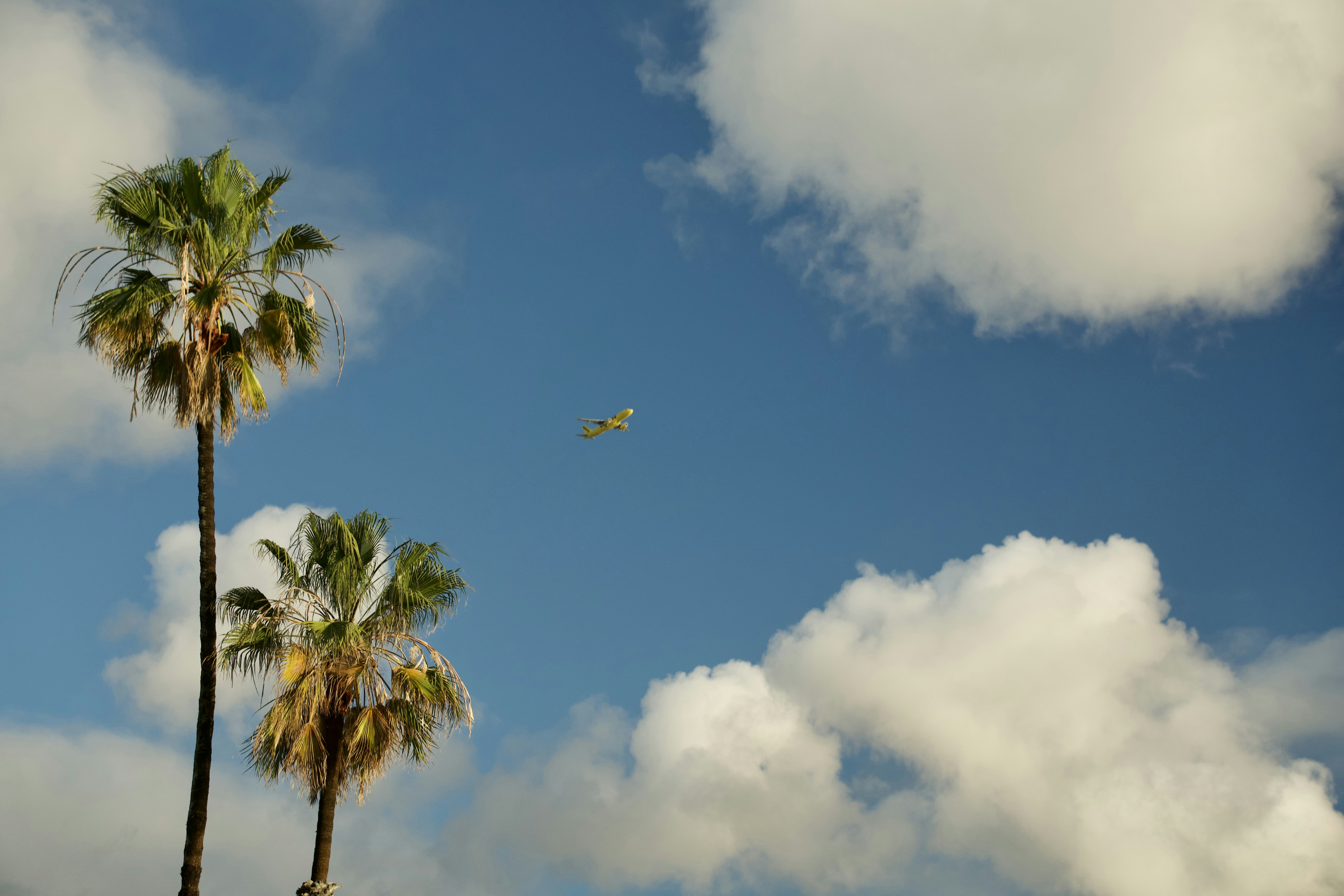Lone Plane Across Azure: Palm Fronds Framing a Skyward Moment
