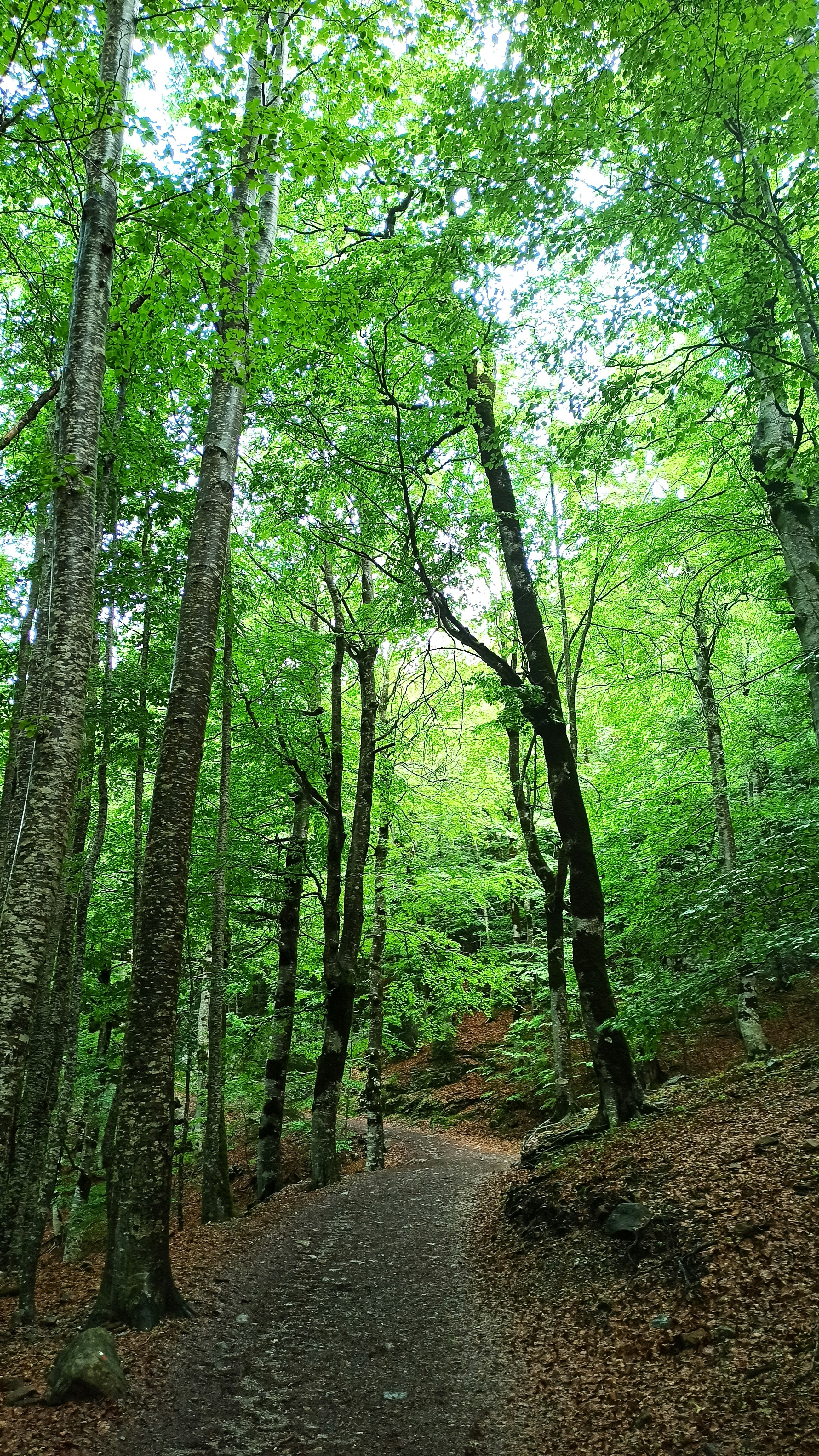 green trees on brown soil