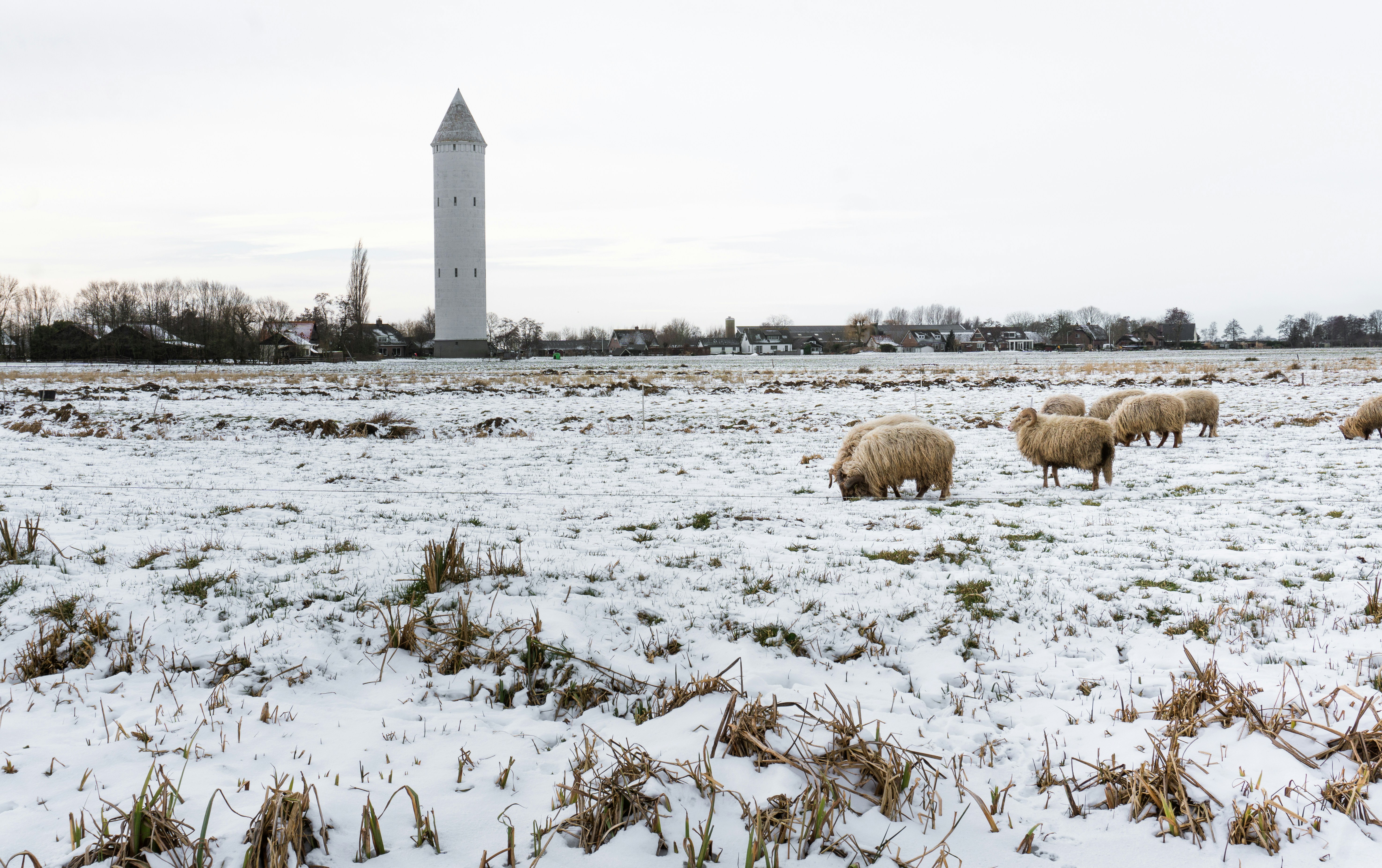Snowbound Pasture: Sheep at the Foot of a Lone Tower