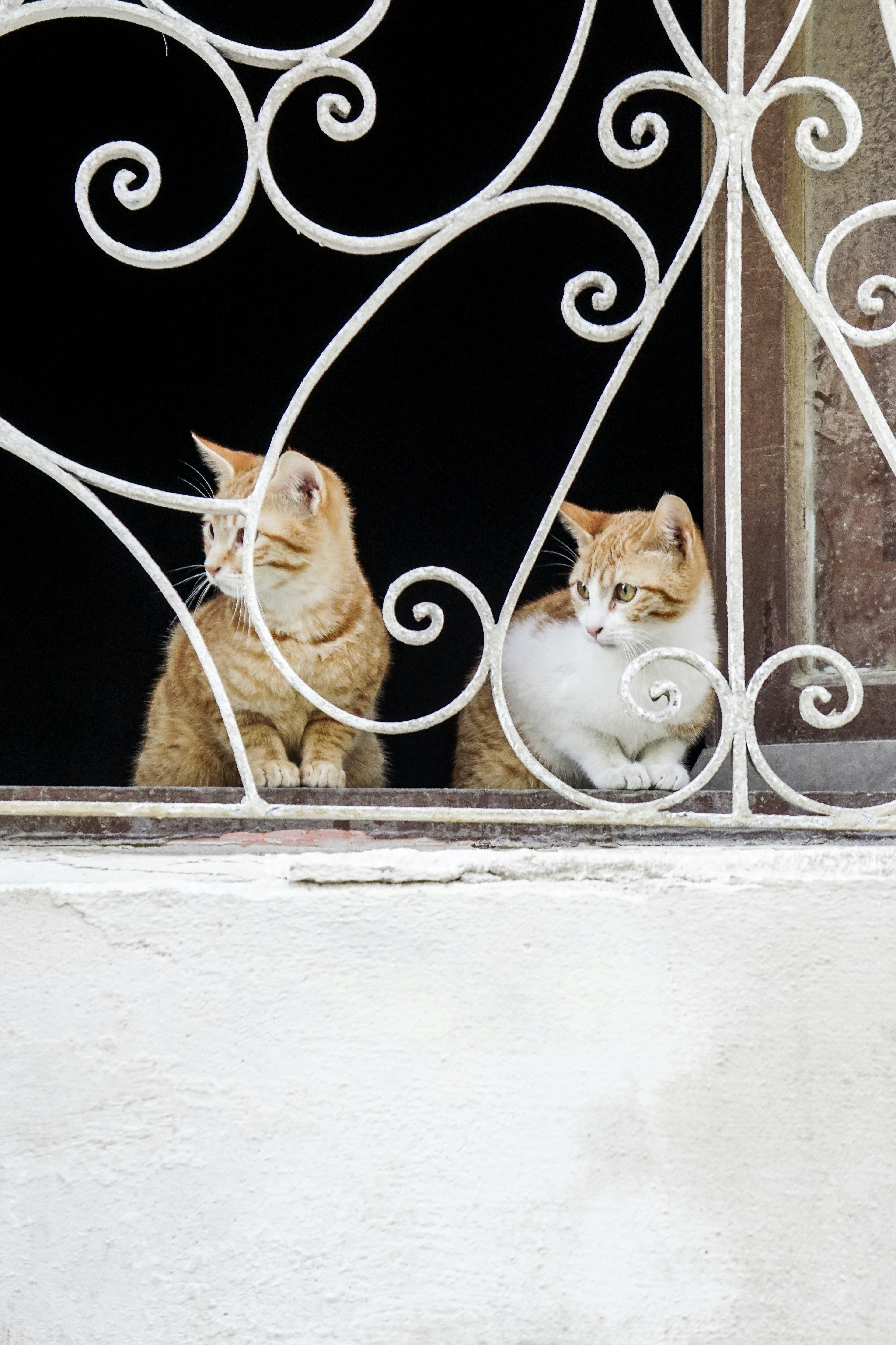 Curious Kept Behind Ironwork: Two Cats on a Window Ledge