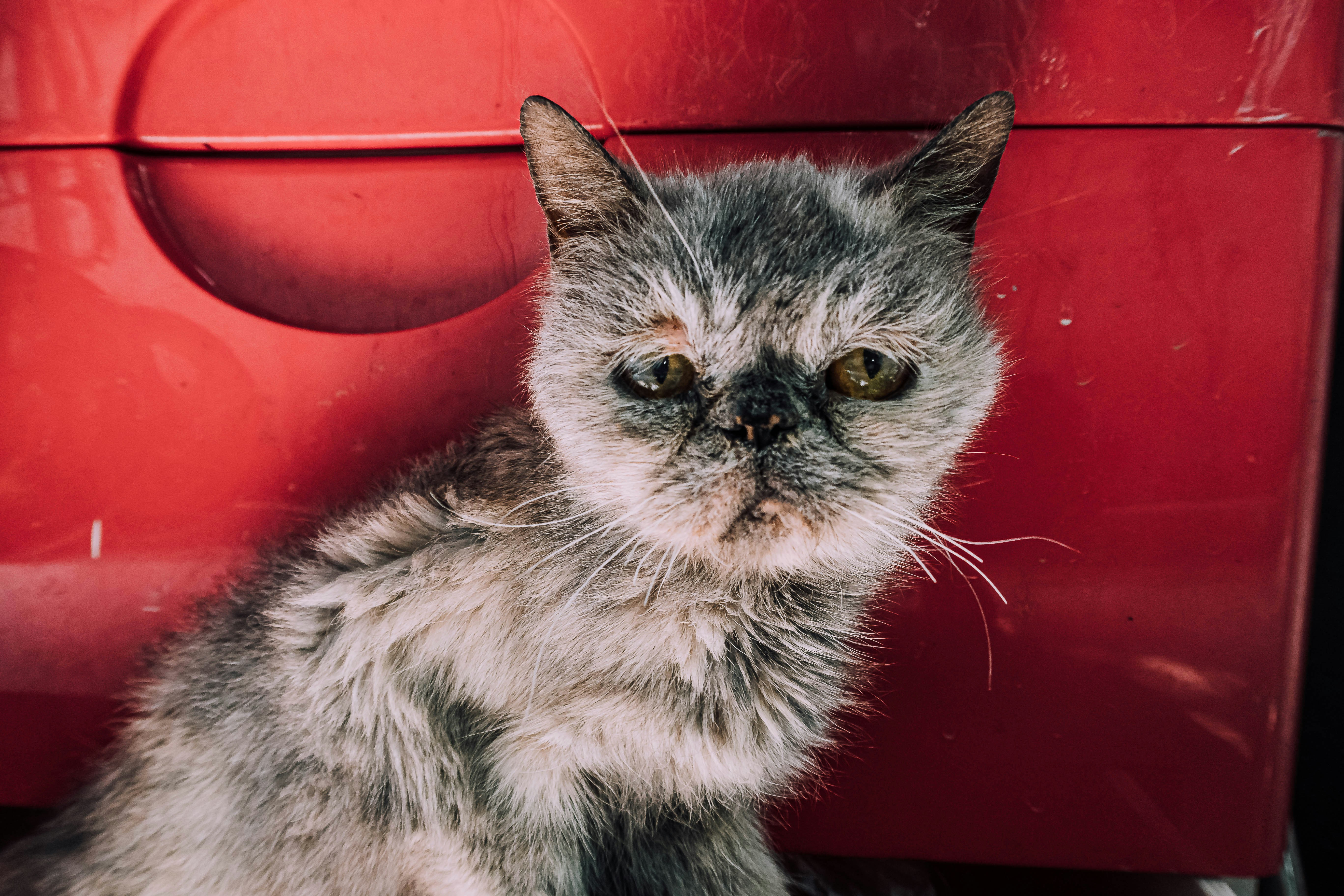 Gravely Adrift: Feline in a Red Quietude